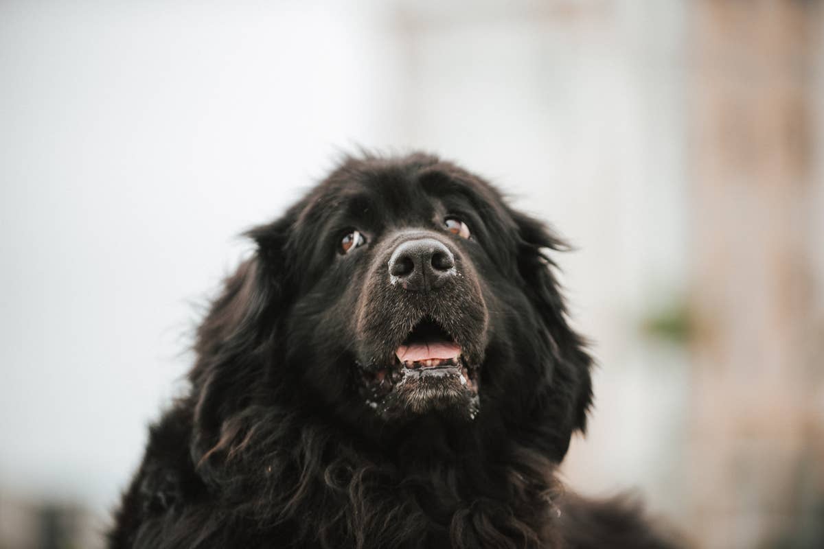 Newfoundland Becomes Human Brother's 'Basketball Coach' - Parade Pets