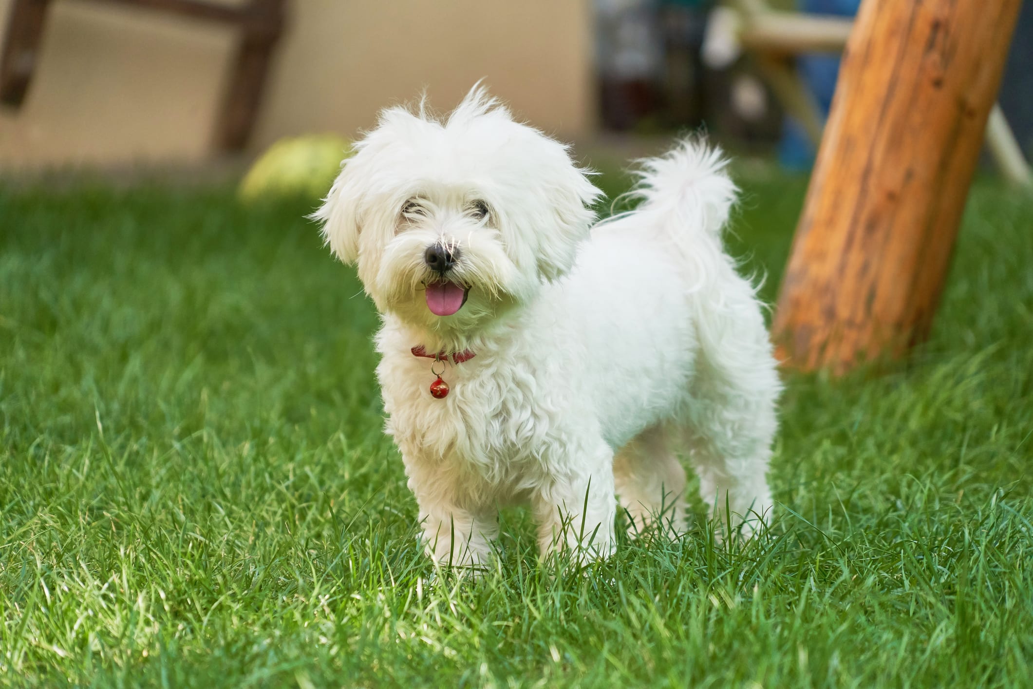 9 White Fluffy Dog Breeds: Grooming Tips & Traits - Parade Pets