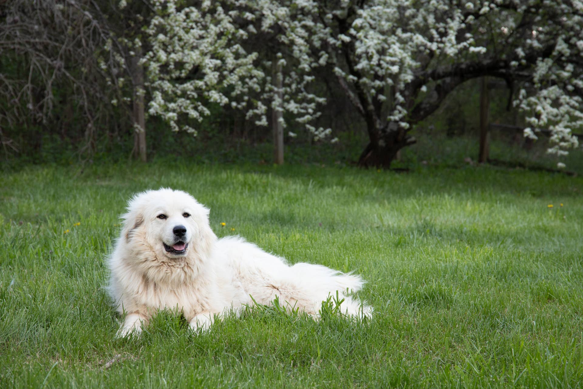 9 White Fluffy Dog Breeds: Grooming Tips & Traits - Parade Pets