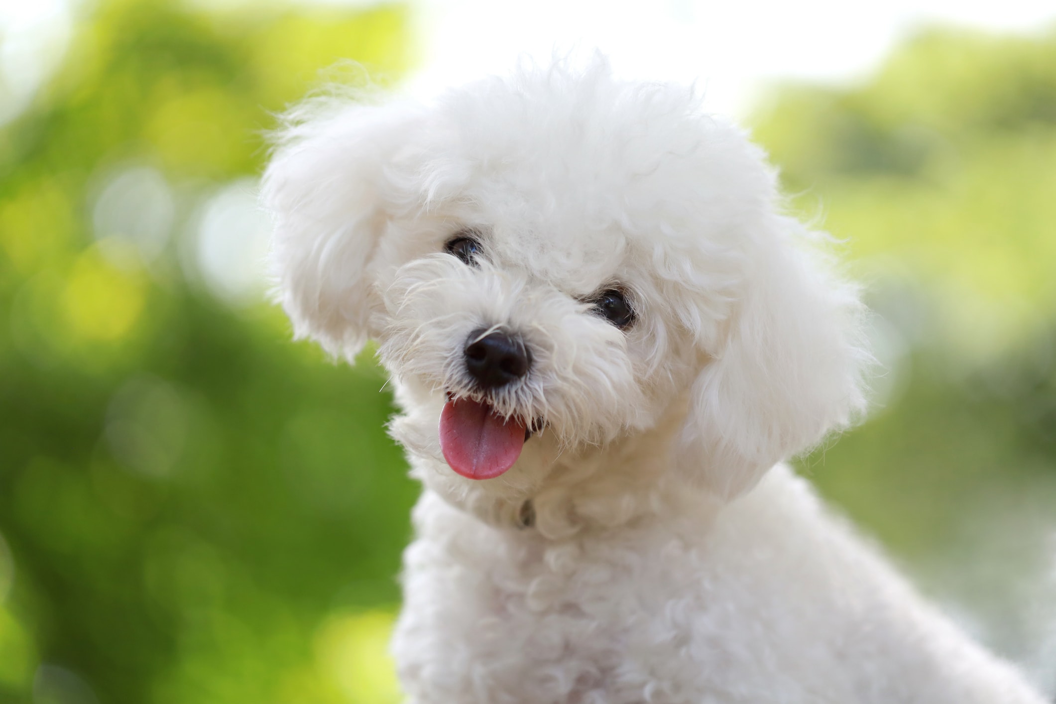 7 Happiest Dog Breeds, According to Pet Experts - Parade Pets