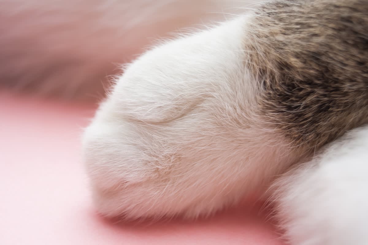 Rare and Gorgeous Lilac Cat’s Beach Day Is the Best Summer Vibe ...