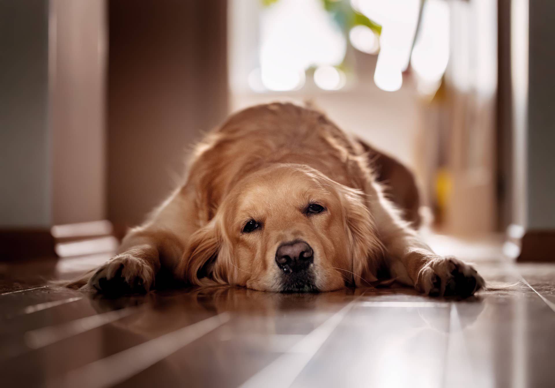 Red Golden Retriever Puppy Battles the 'Boingy' Doorstop in the Most ...