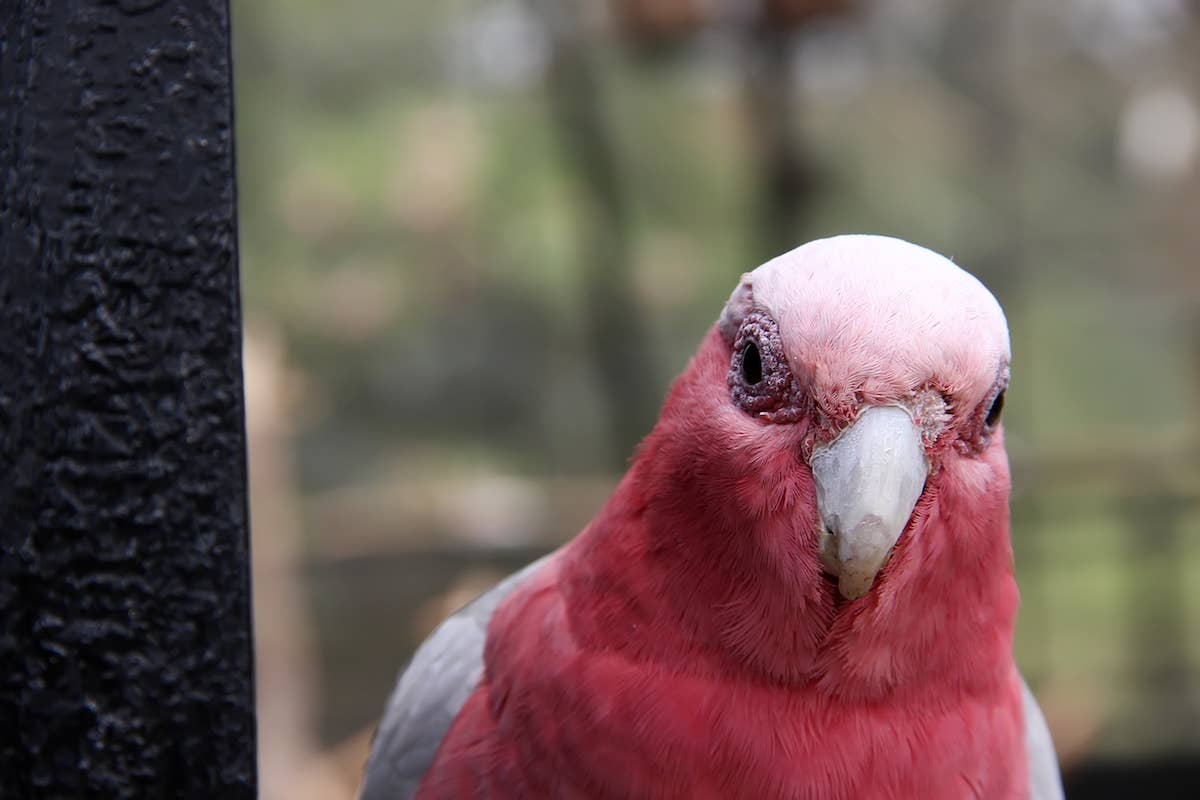 Peekaboo Cockatoo Is Convinced His Human Mom Is Hiding Under the ...