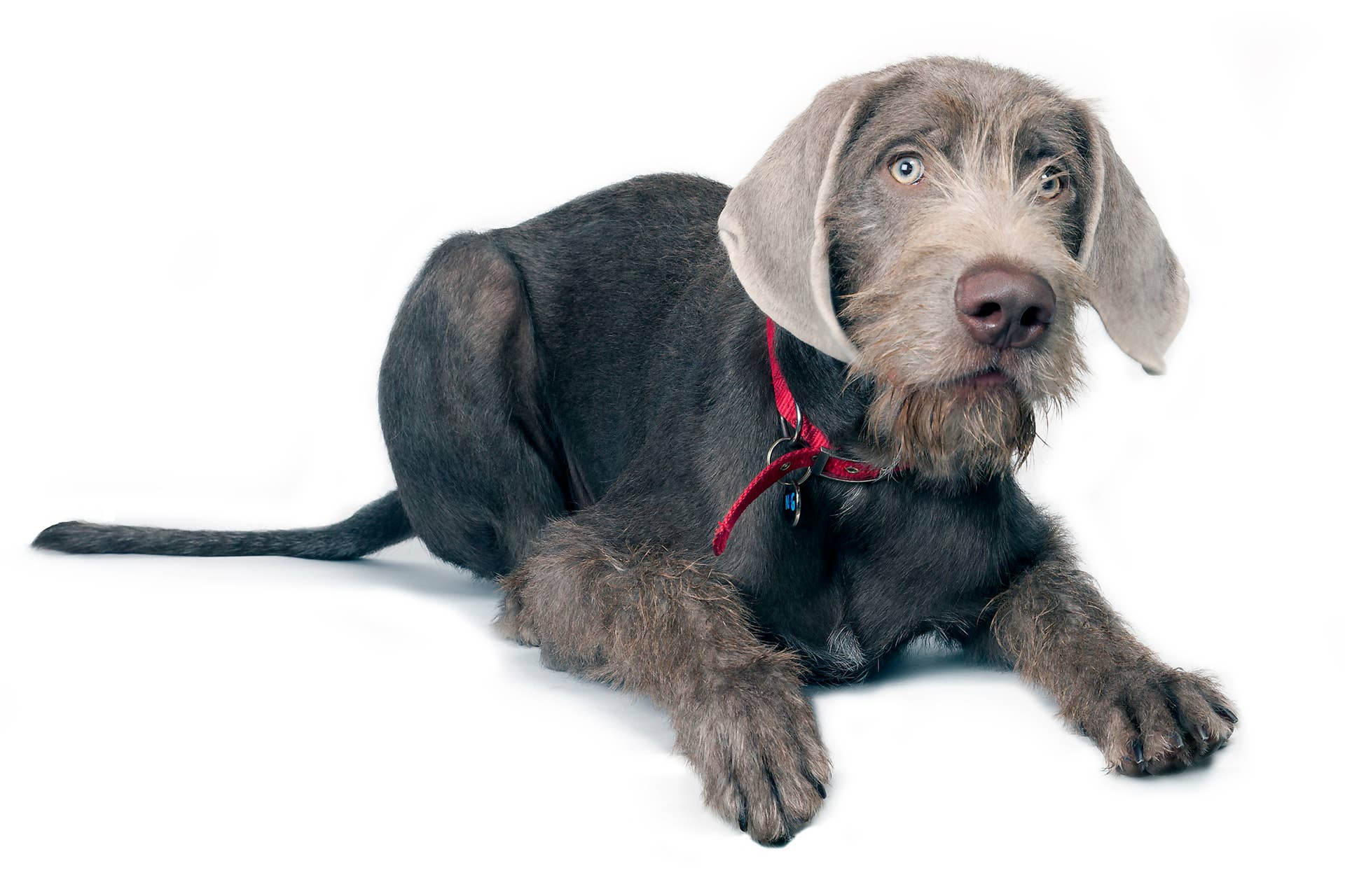7 Dogs with Beards and Moustaches, According to Experts (Pictures and ...