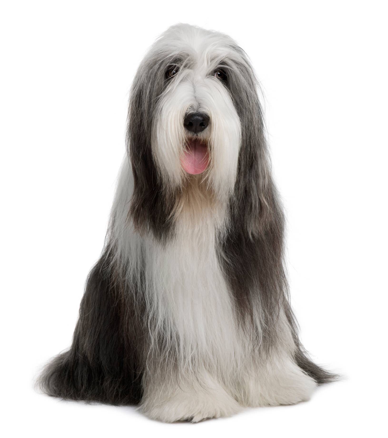 7 Dogs with Beards and Moustaches, According to Experts (Pictures and ...