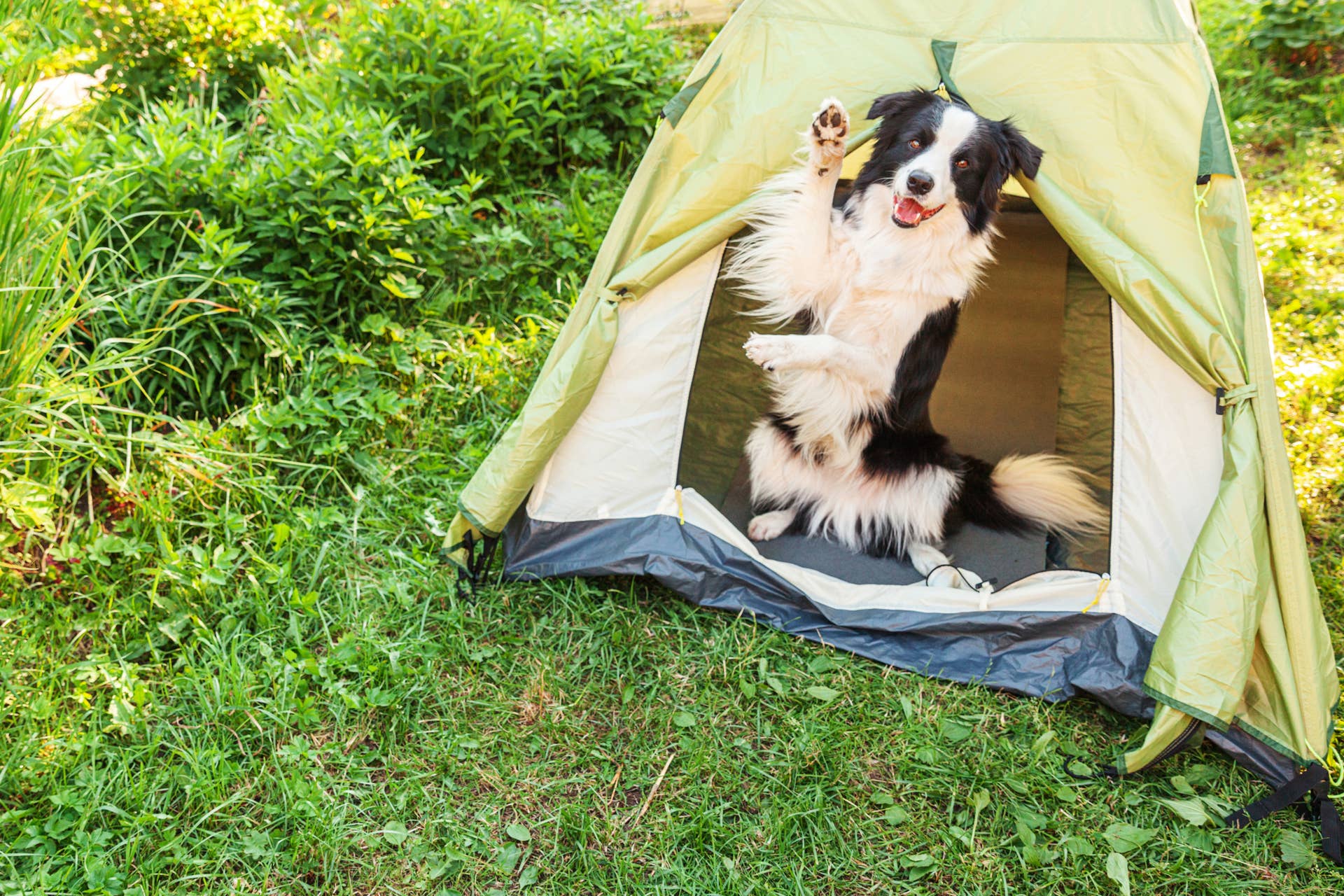 Best Camping Dogs: 7 Vet-Approved Breeds - Parade Pets