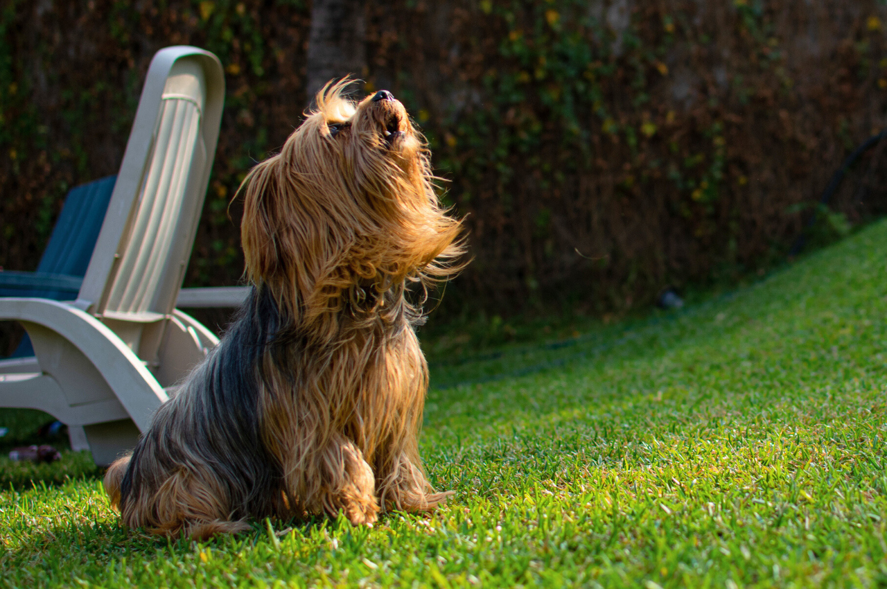 The 7 Loudest Dog Breeds That Love to Bark and Howl - Parade Pets