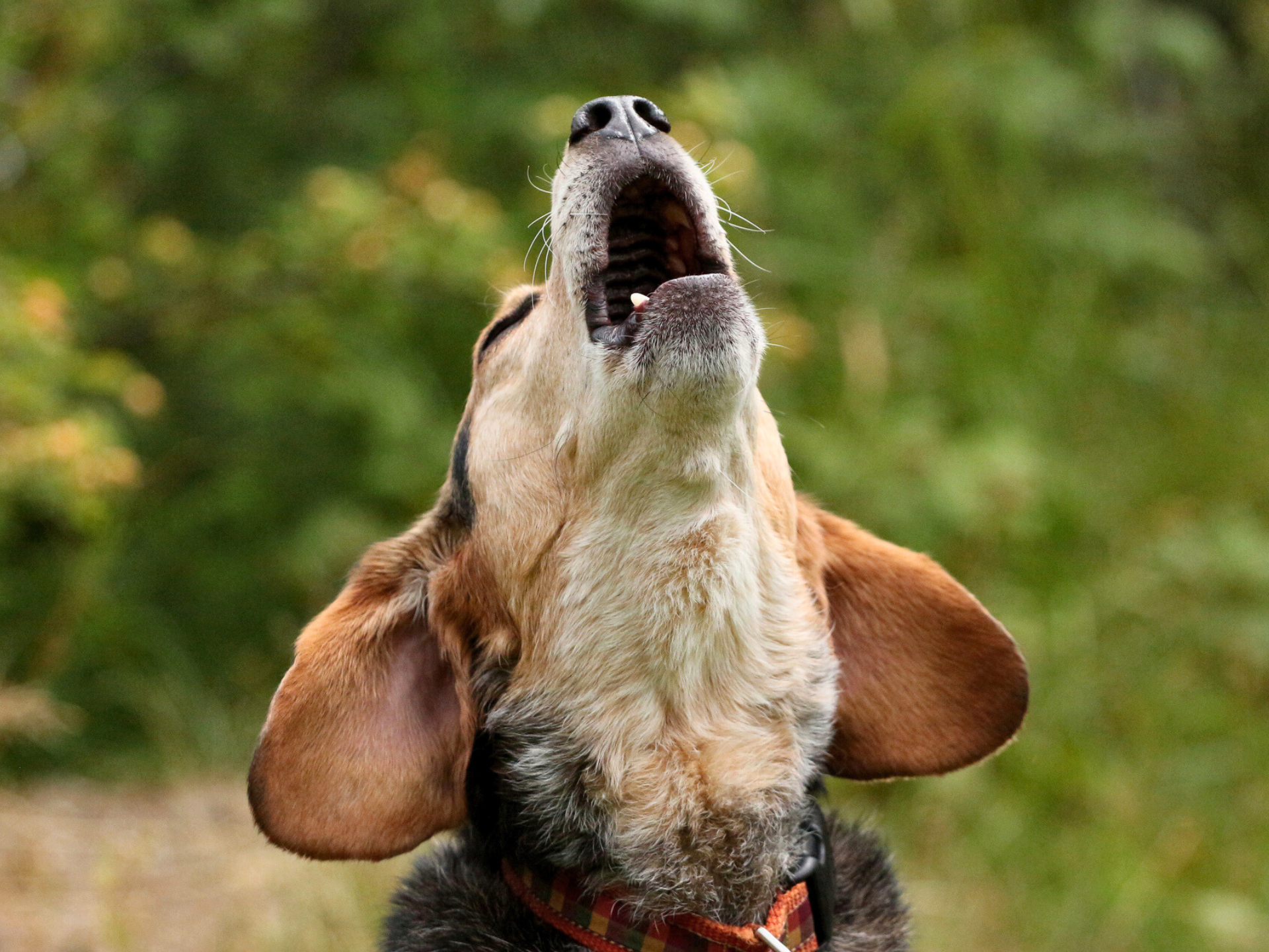 The 7 Loudest Dog Breeds That Love to Bark and Howl - Parade Pets