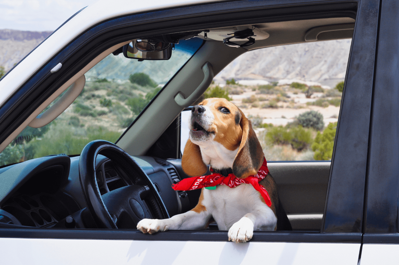 The 7 Loudest Dog Breeds That Love to Bark and Howl - Parade Pets