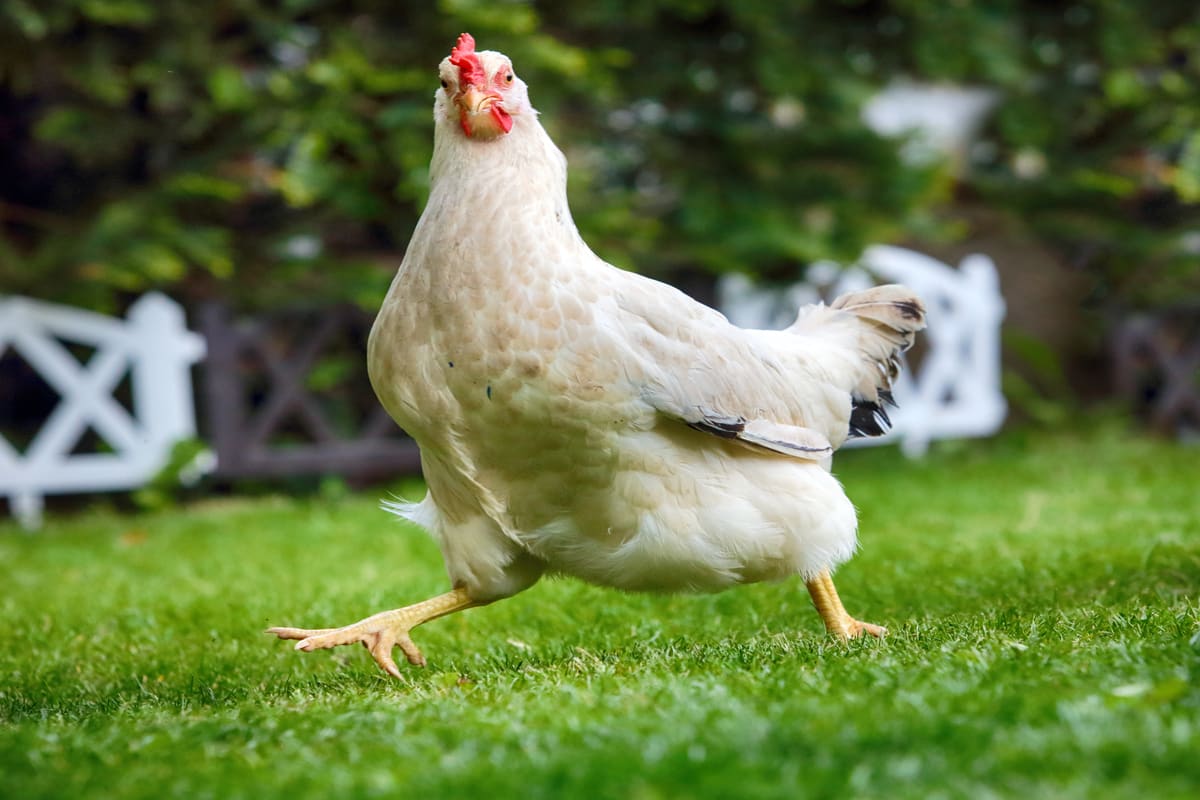 Costco's 'Outstanding' Chicken Coop Has People Clucking - Parade Pets