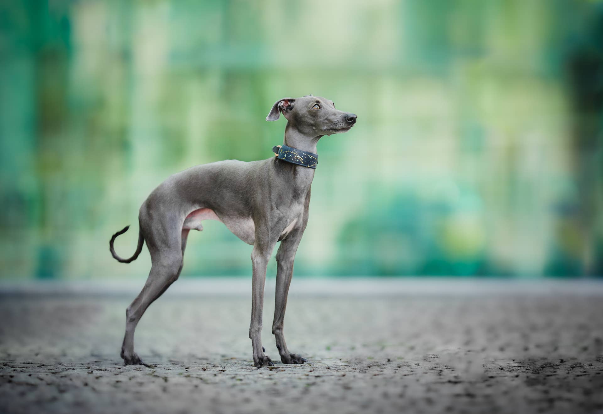 Best Dog Breeds for Hot Weather, According to Vets - Parade Pets