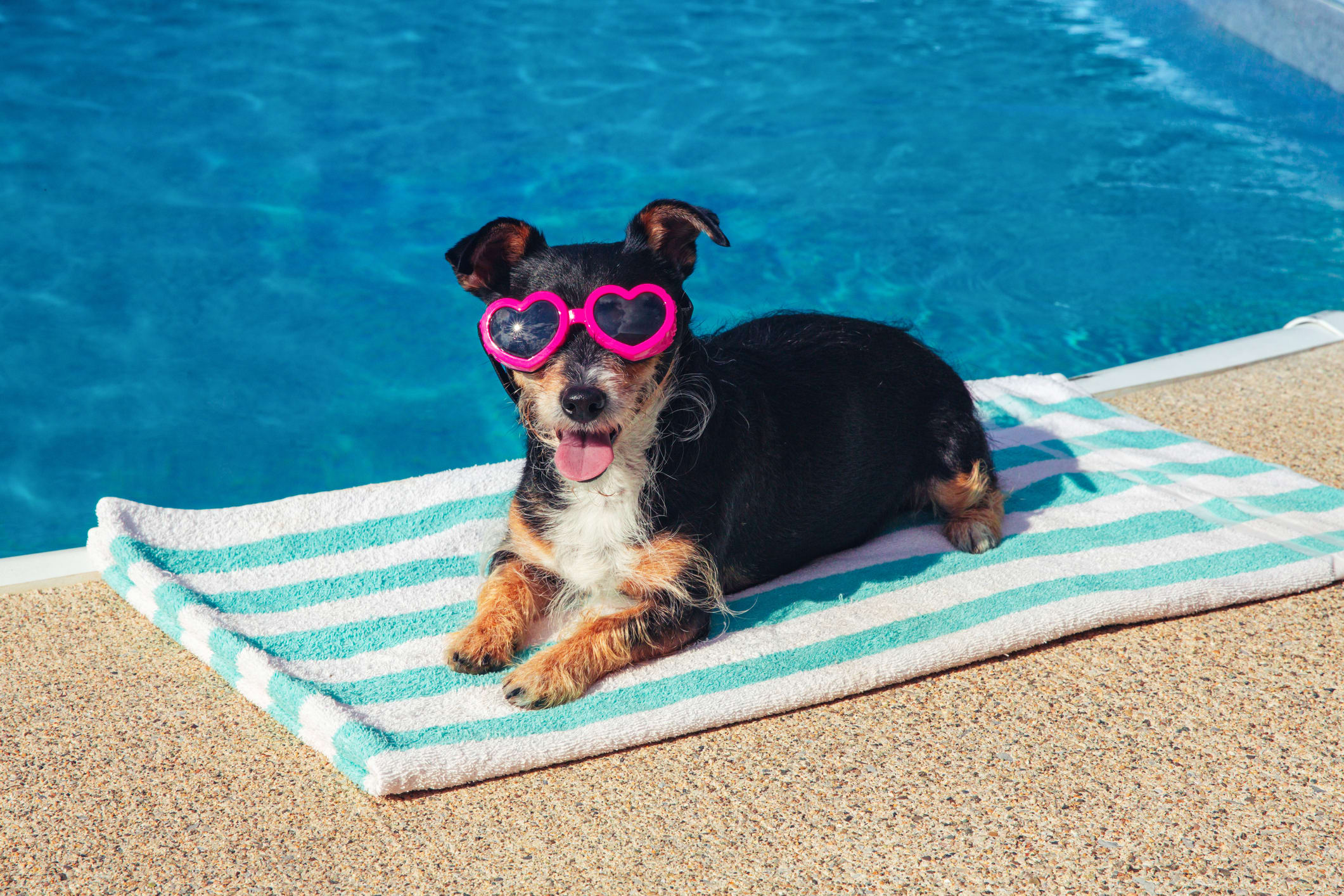 Best Dog Breeds for Hot Weather, According to Vets - Parade Pets