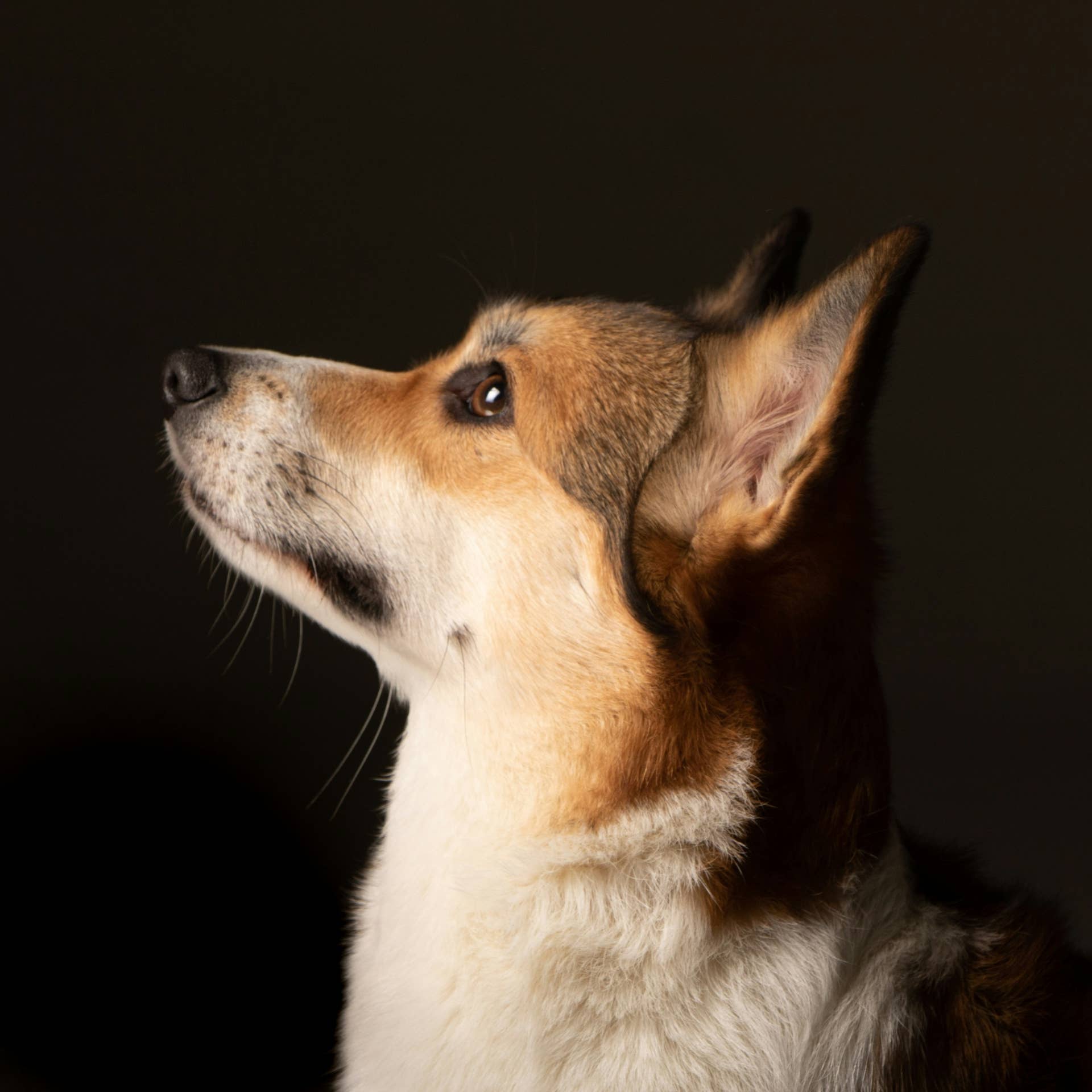 ParadePets