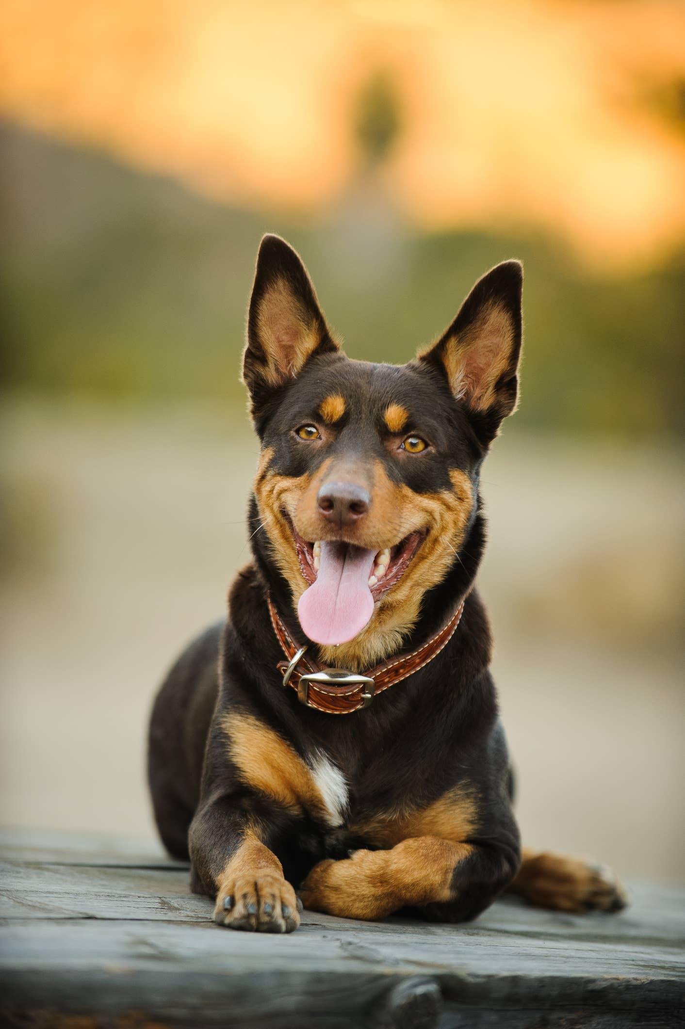 7 Friendliest Dog Breeds, According to Pet Experts - Parade Pets