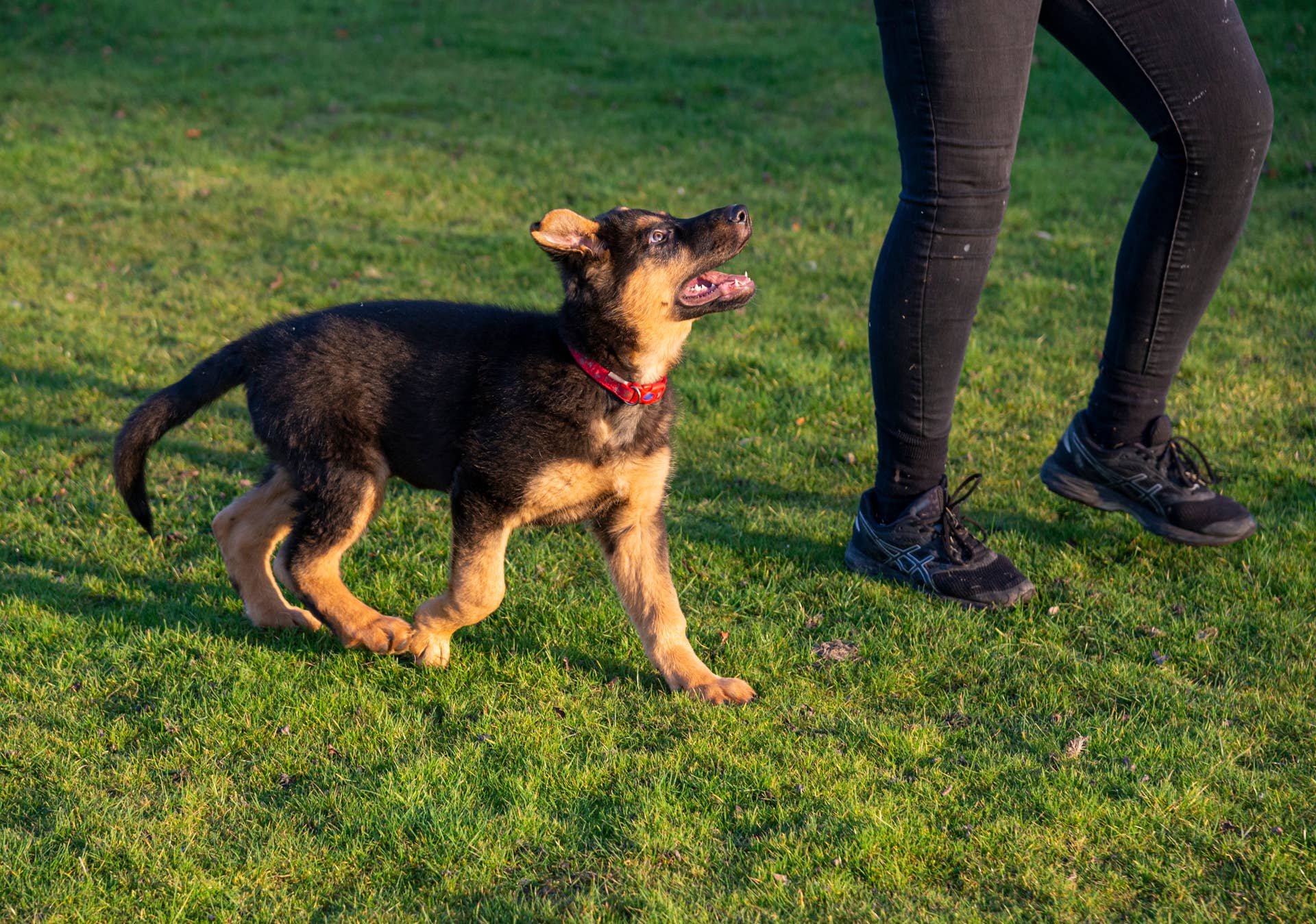 Soul Dog: 14 Signs Your Dog Is Your Soulmate - Parade Pets