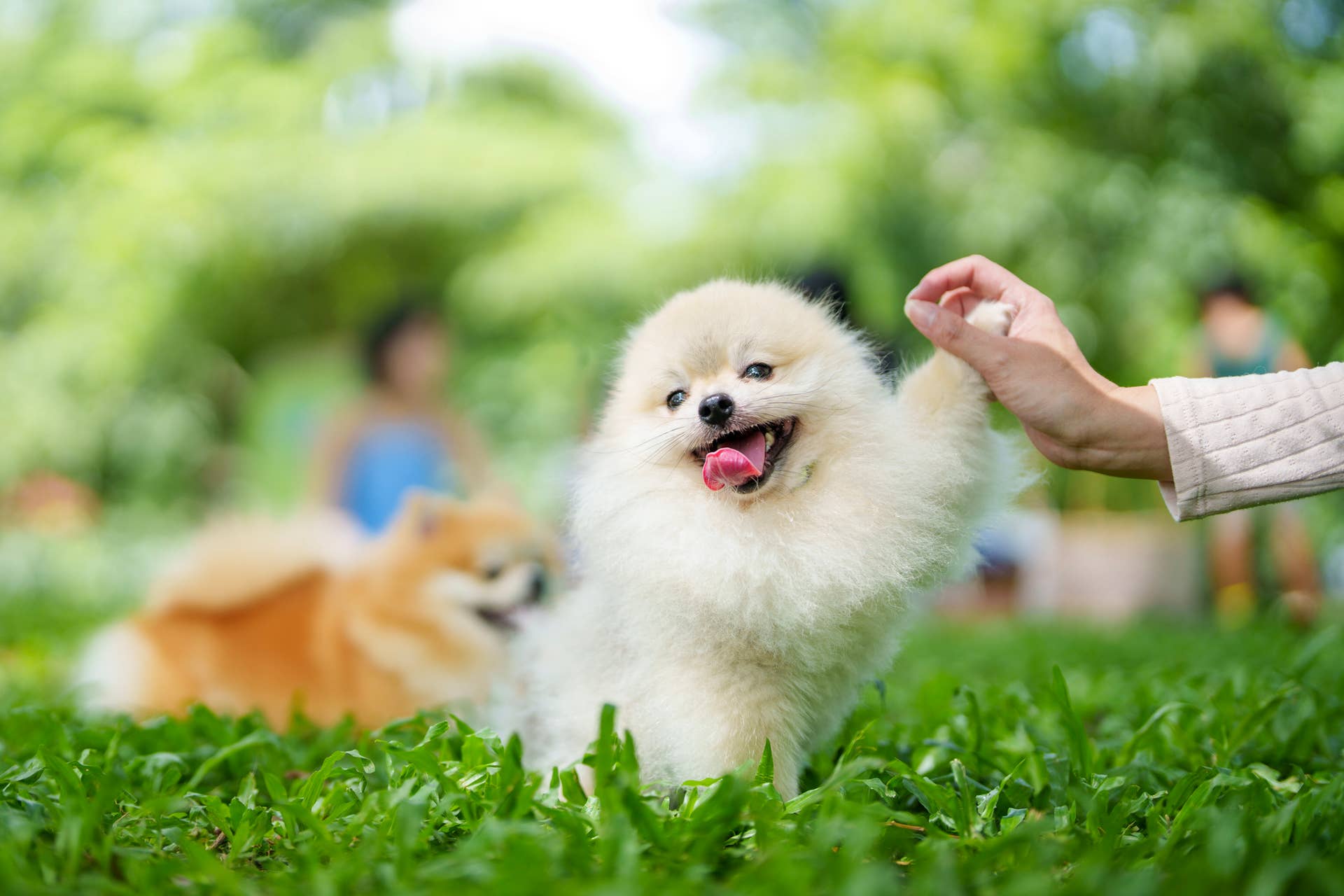 Soul Dog: 14 Signs Your Dog Is Your Soulmate - Parade Pets