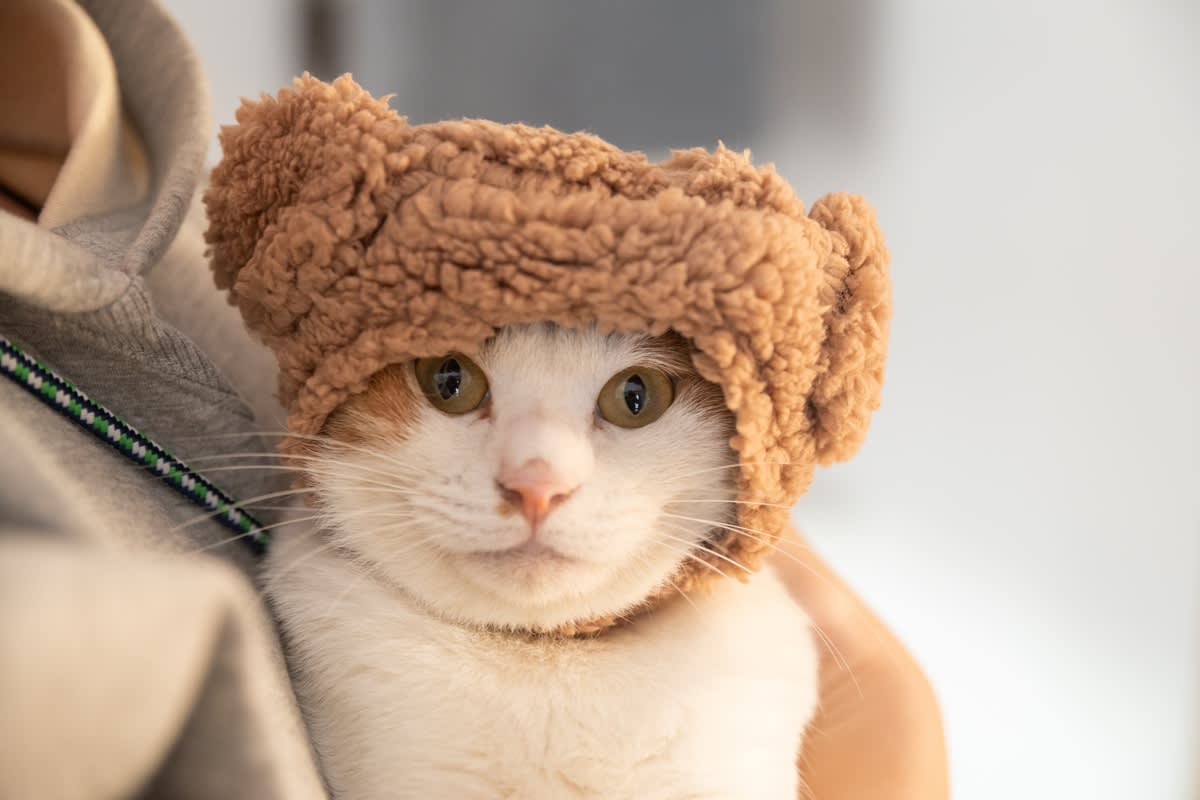 Creamsicle Cat’s Luxurious ‘Labubu Mask’ Has Us Cracking Up - Parade Pets