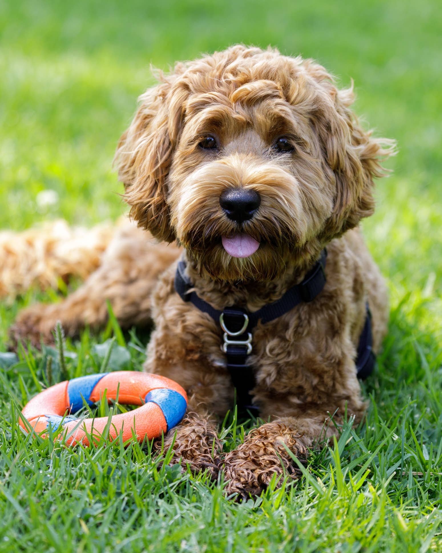 5 Curly-Haired Dogs, According to Pet Experts - Parade Pets