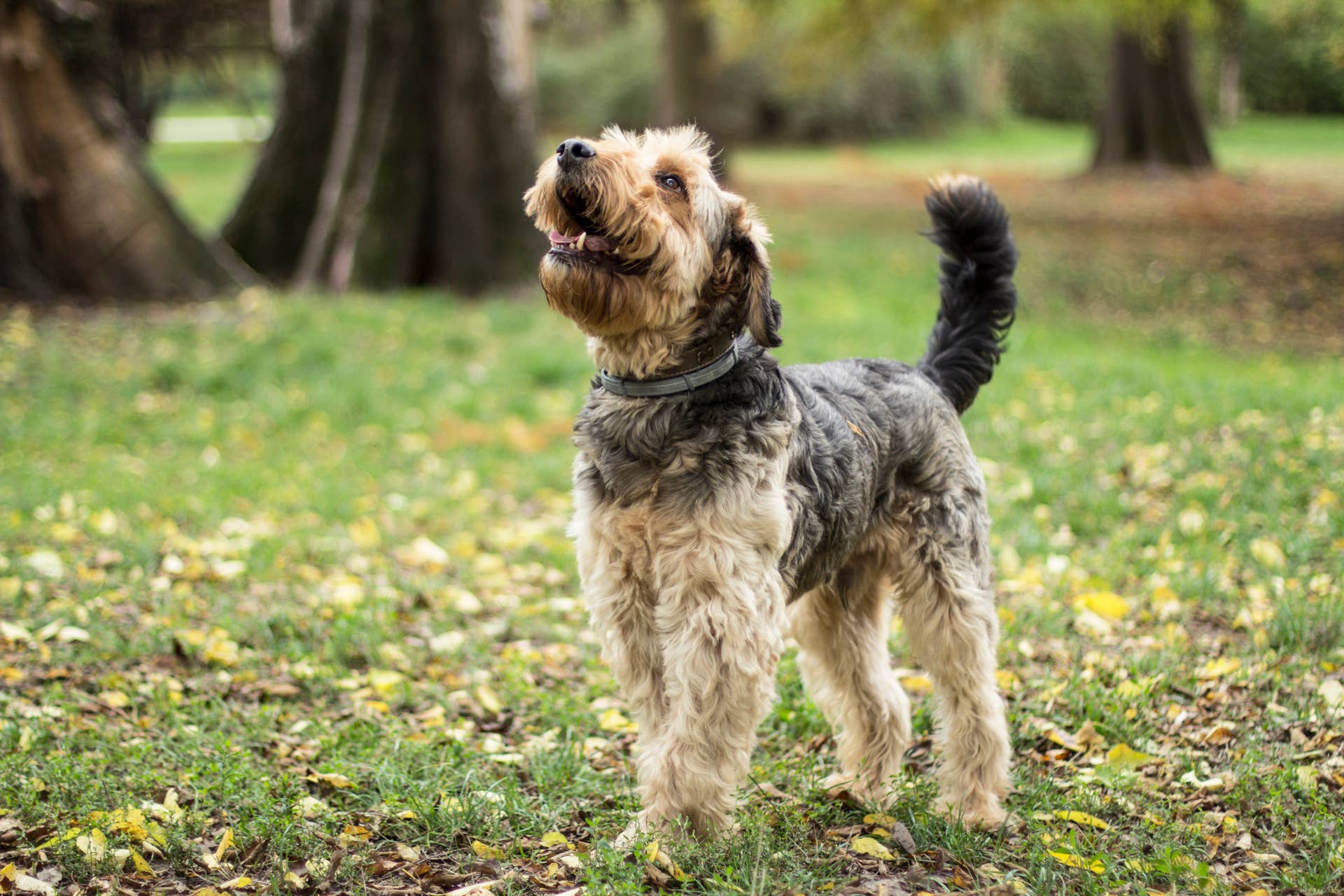 5 Curly-Haired Dogs, According to Pet Experts - Parade Pets