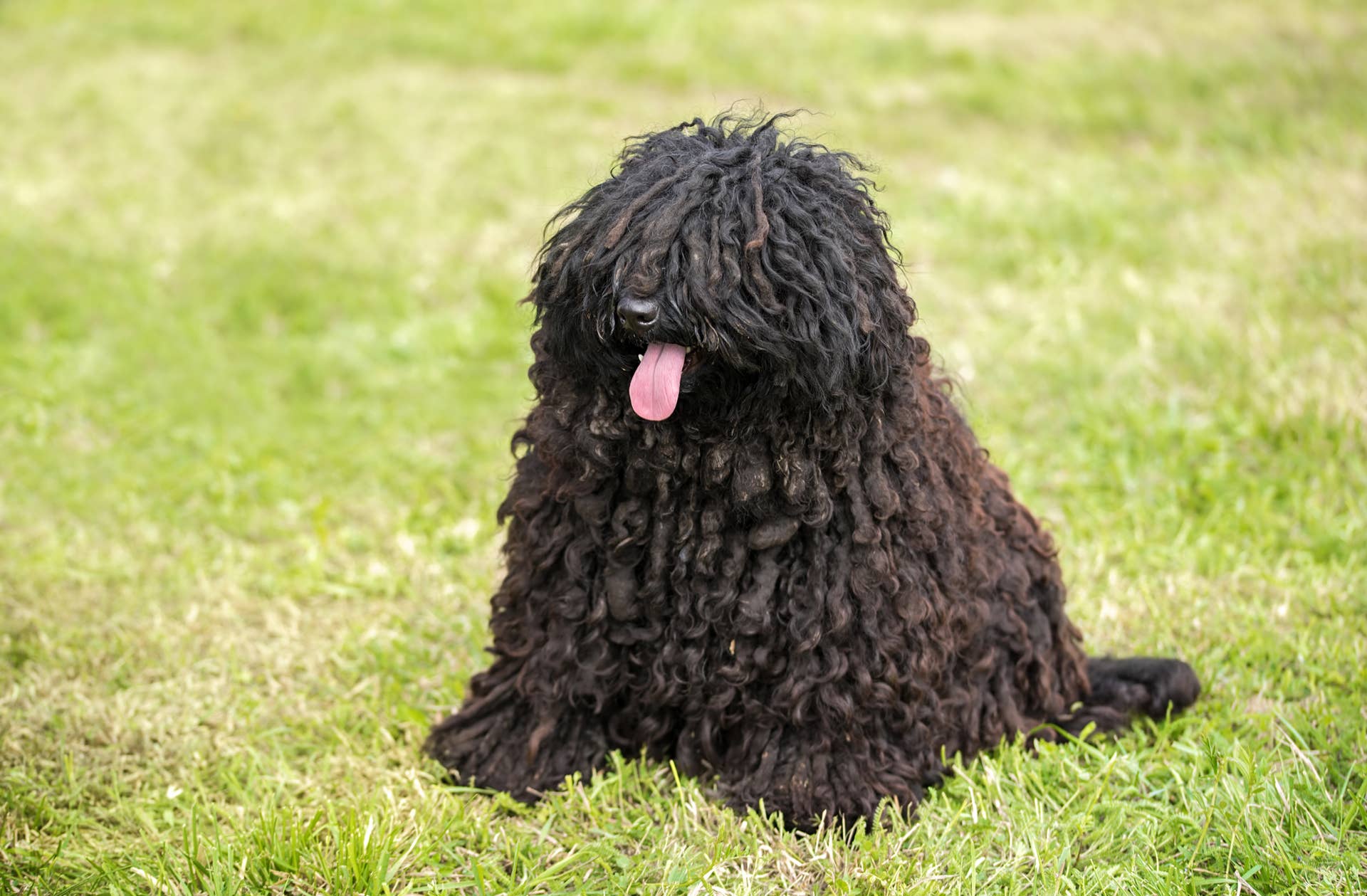 5 Curly-Haired Dogs, According to Pet Experts - Parade Pets