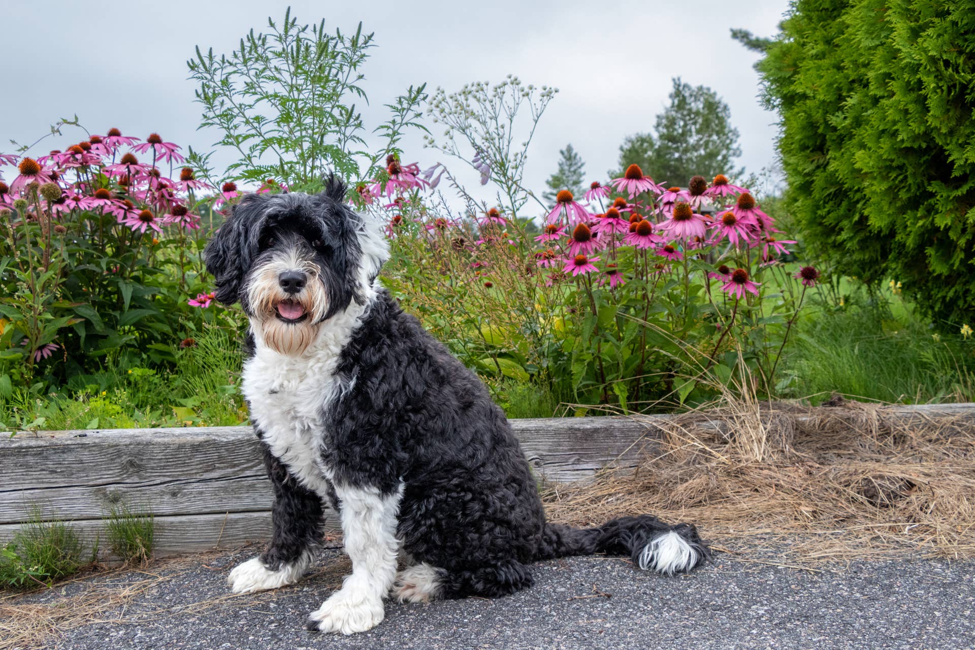 5 Curly-Haired Dogs, According to Pet Experts - Parade Pets