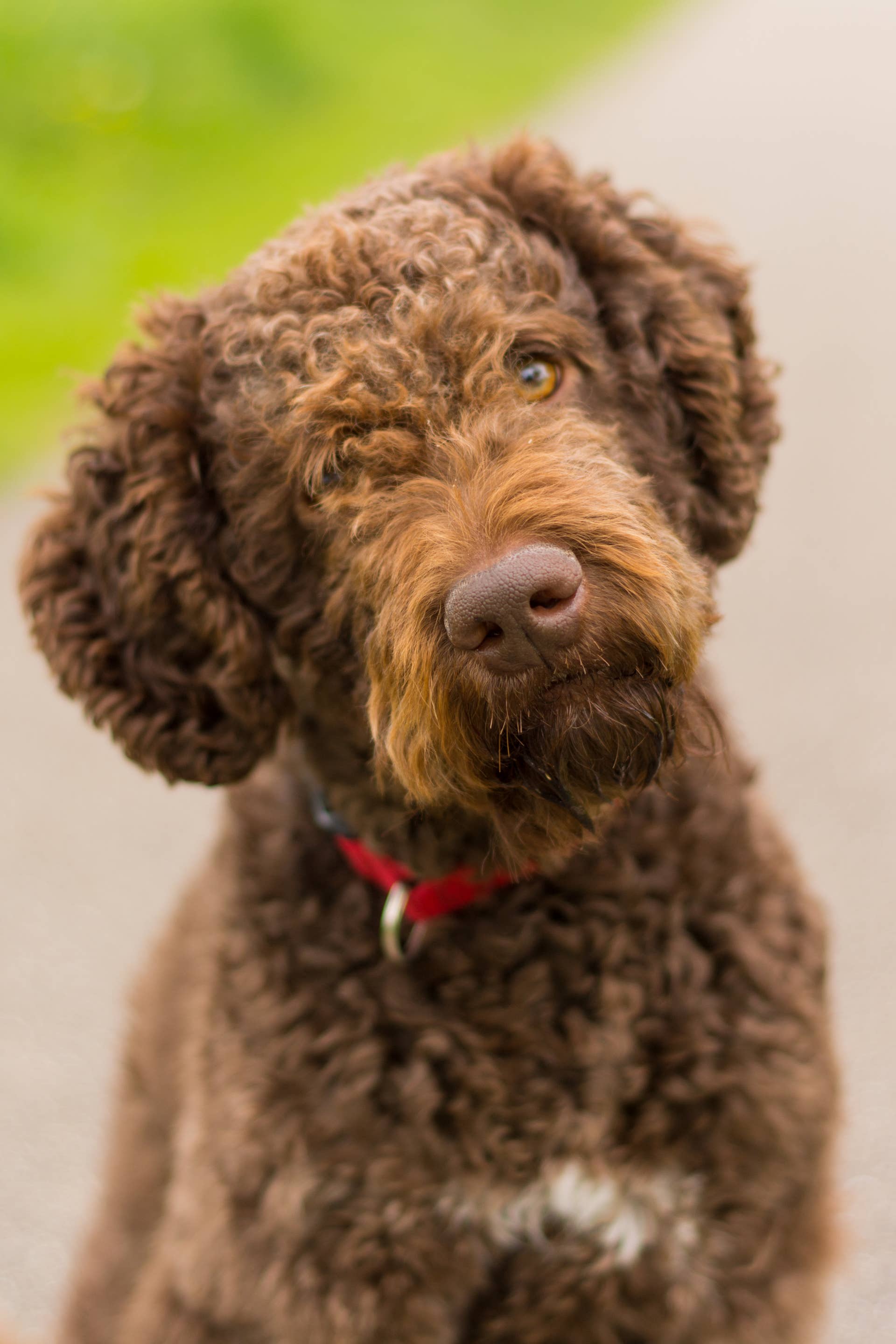 7 Friendly French Dog Breeds, According to Pet Experts - Parade Pets
