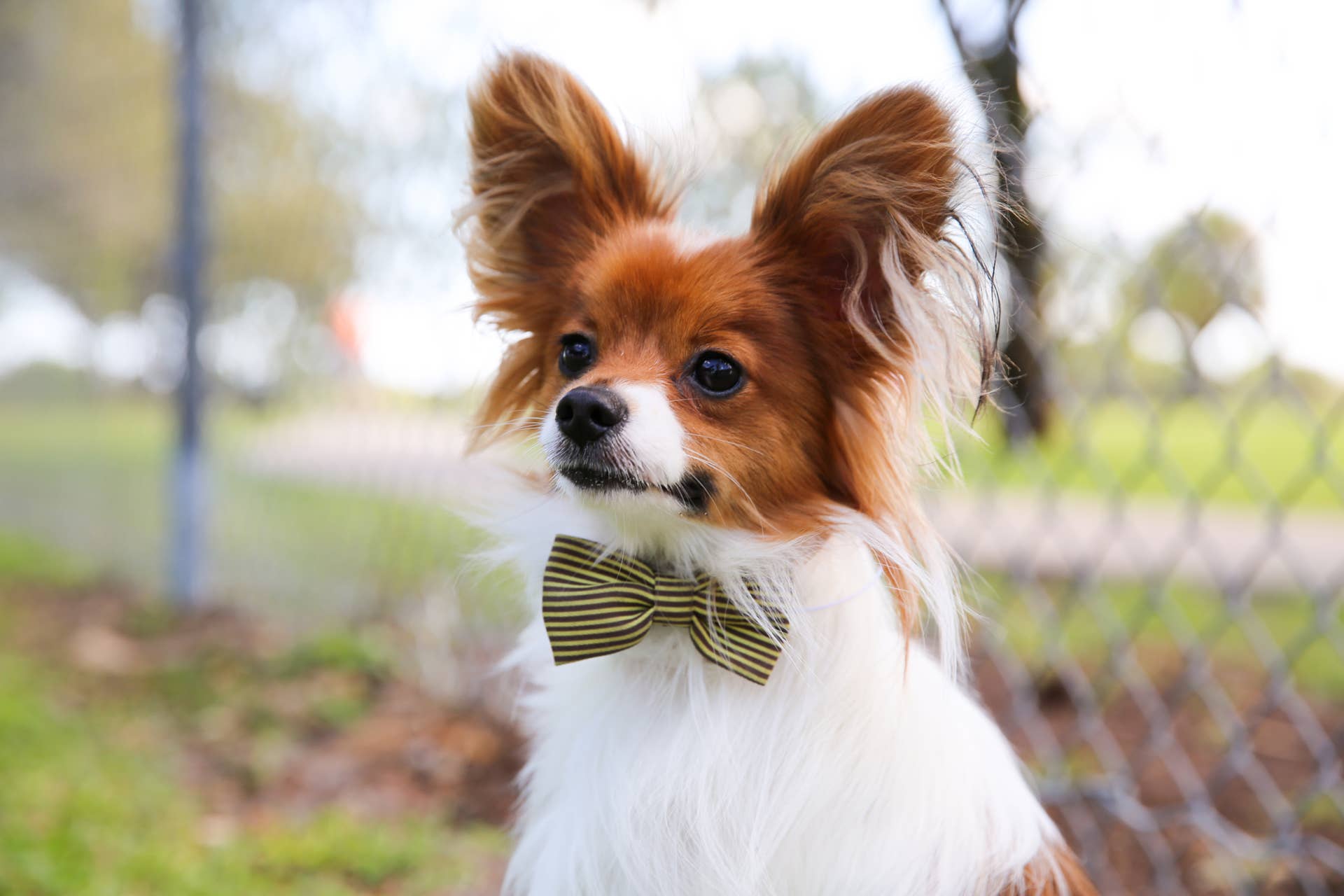 7 Friendly French Dog Breeds, According to Pet Experts - Parade Pets