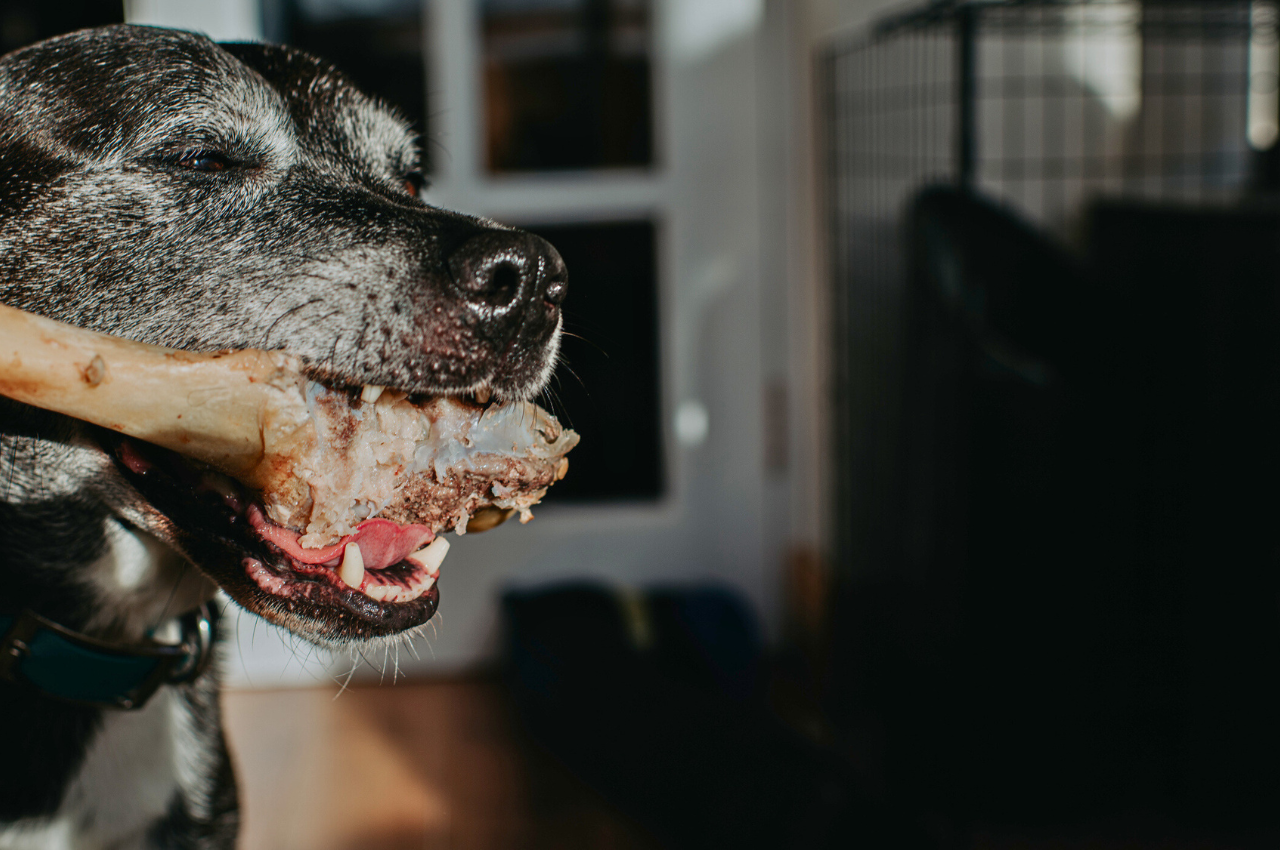 9 Most Dangerous Foods for Dogs, Plus Alternatives - Parade Pets
