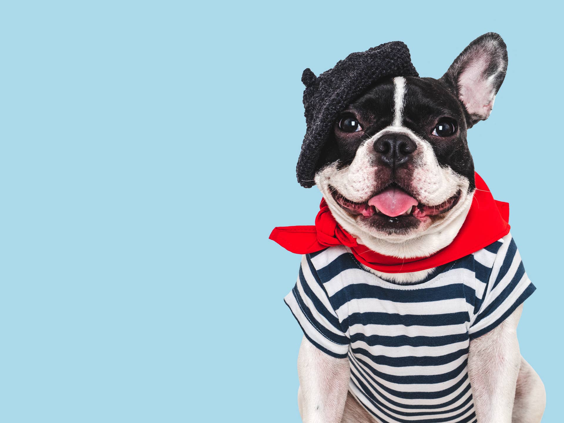 7 Friendly French Dog Breeds, According to Pet Experts - Parade Pets