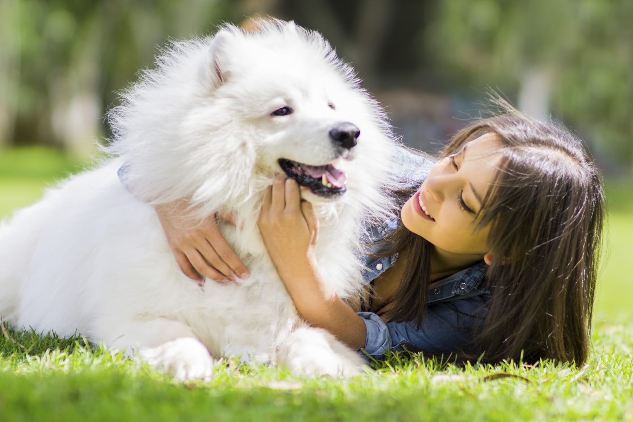 7 Big Fluffy Dog Breeds That Love to Cuddle - Parade Pets