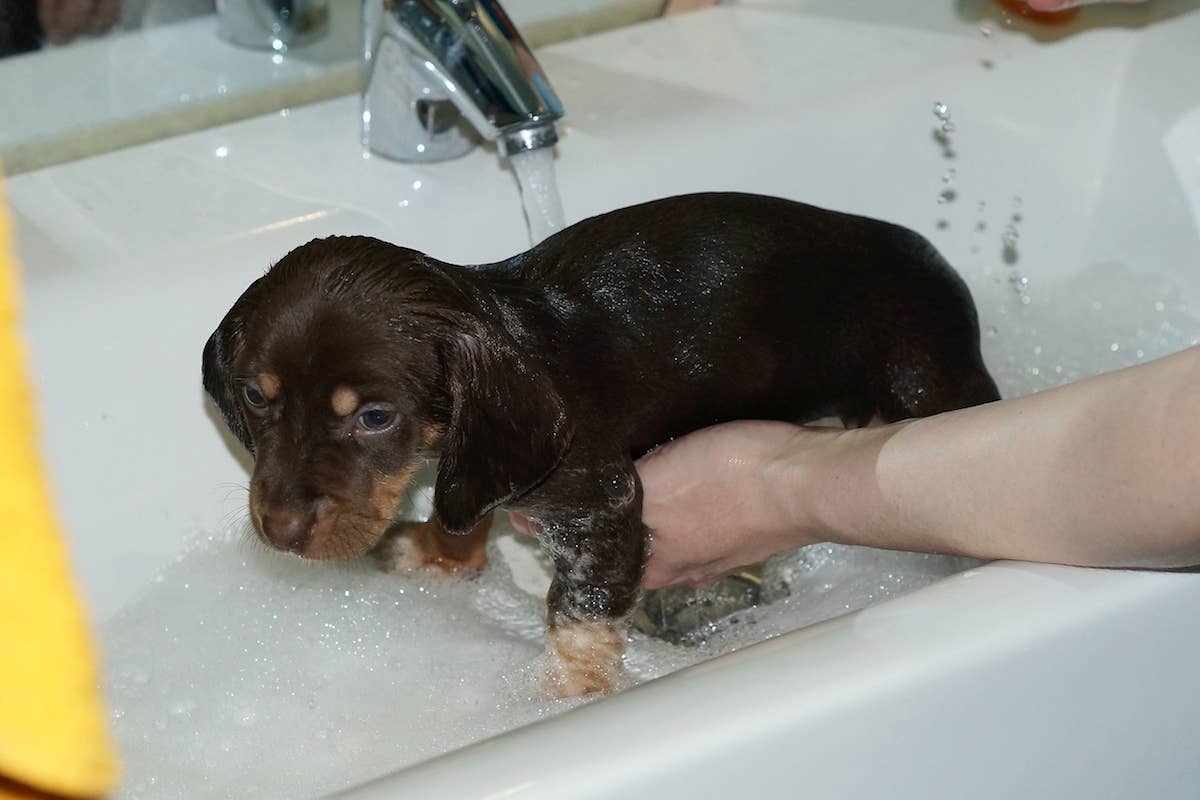 5 Tiny Dachshund Puppies Take Their First Bath and It’s Total Sausage ...