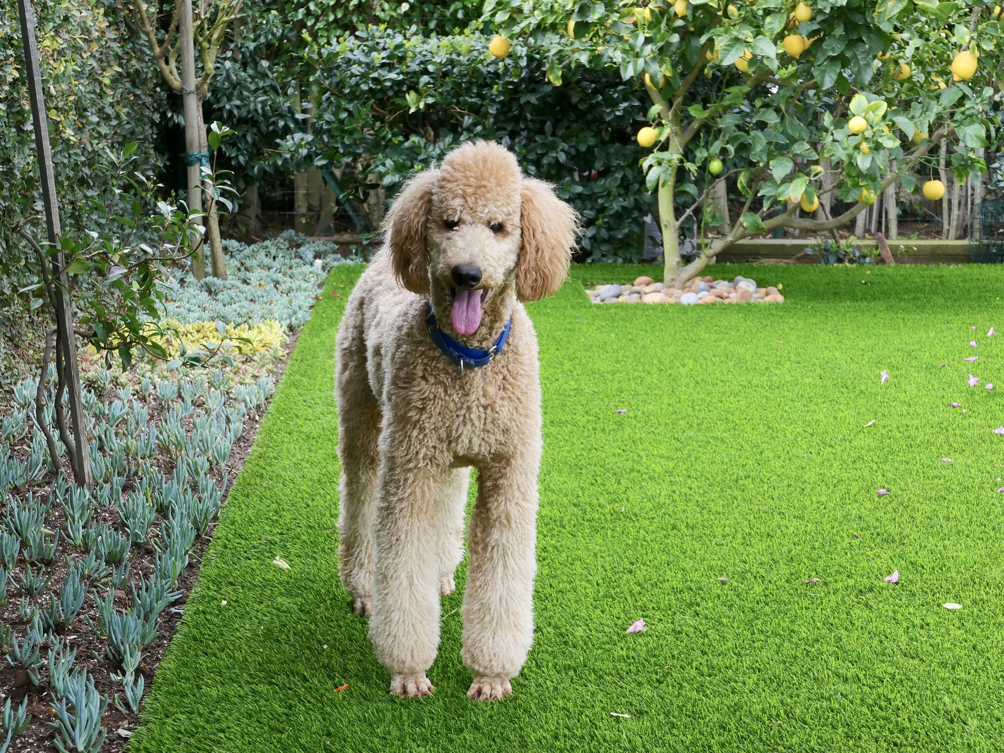 5 Curly-Haired Dogs, According to Pet Experts - Parade Pets