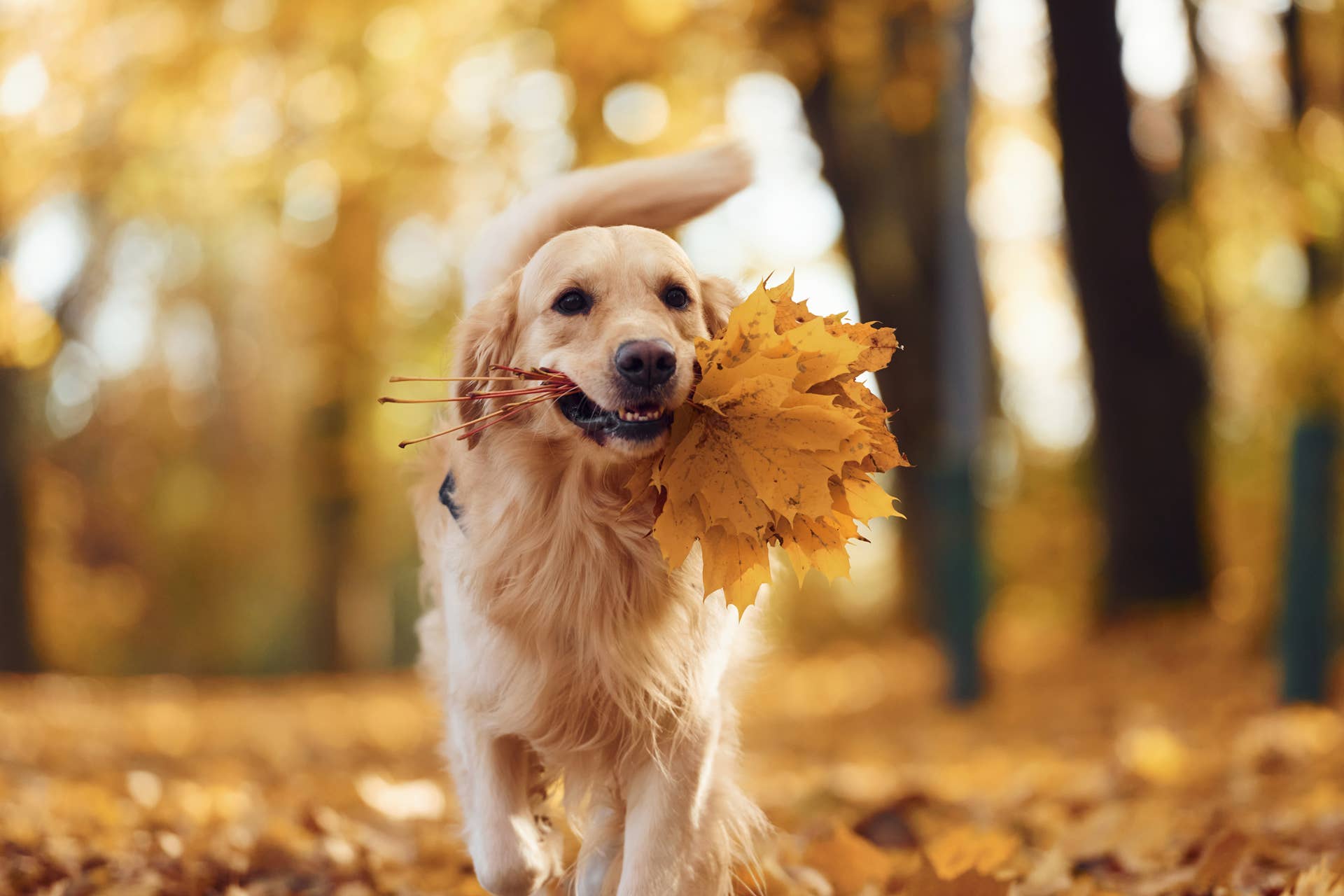Why Golden Retrievers Bring You Random Gifts, According to Pet Experts ...
