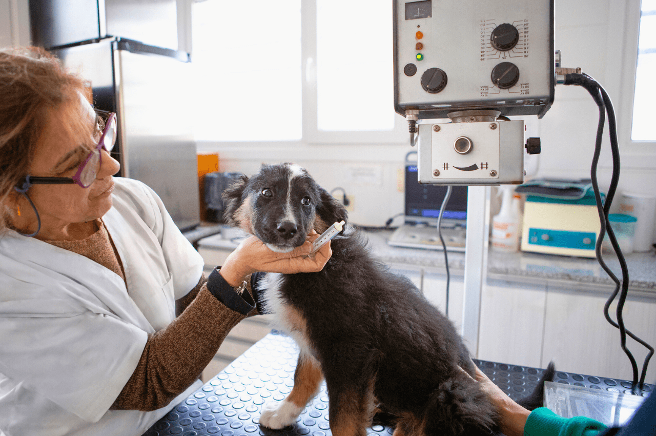 10 Signs of Worms in Dogs—And What to Do Next - Parade Pets