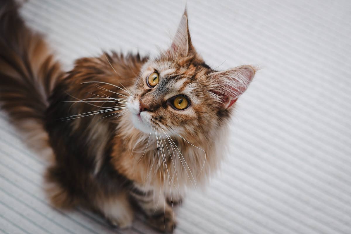 Maine Coon Cat 'Flirts With the Ladies' for Treats at Vet Like a True ...