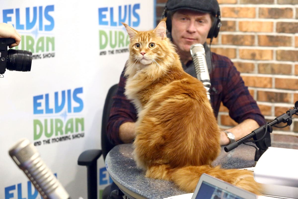 Bobby Flay Plants Gorgeous Tree in Memory of Maine Coon Cat, Nacho ...