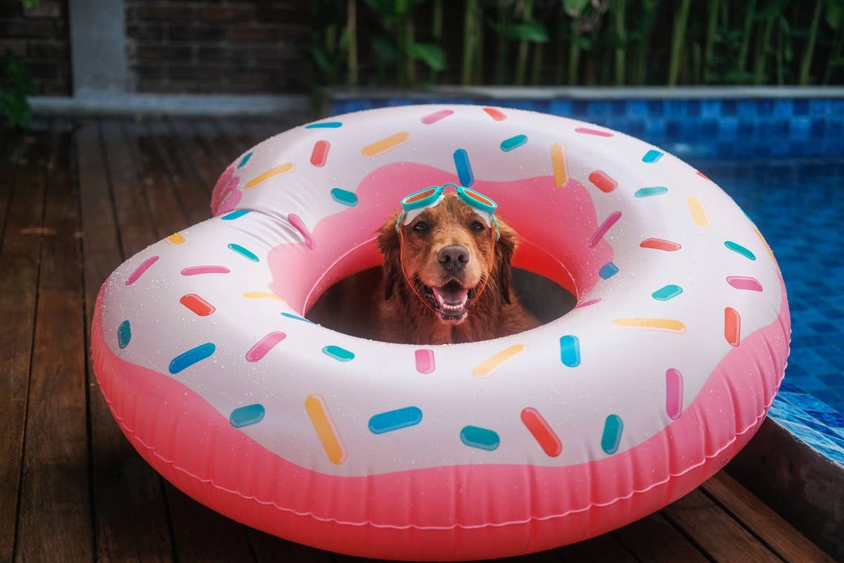 Golden Retrievers Sharing Pool Floatie with Party Guests Is Pure ...