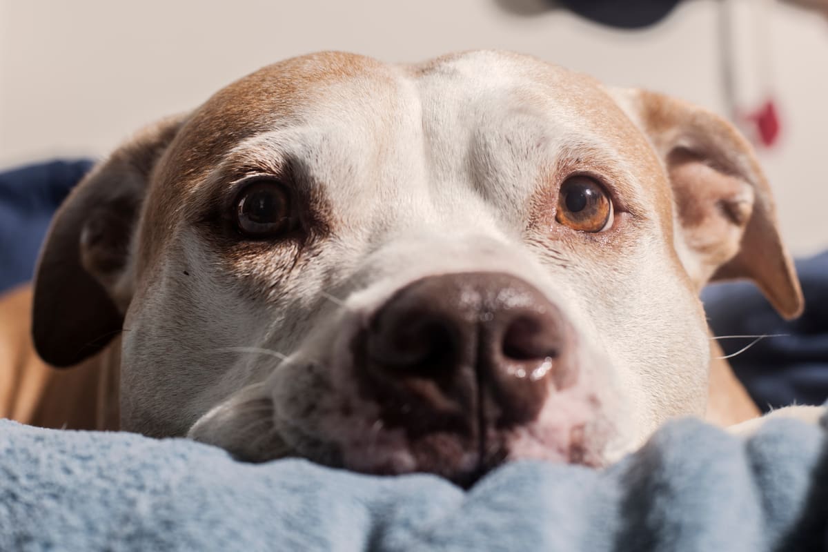 Pit Bull’s Adorable Cobbing Gets Surprise Interruption By ‘Villain ...
