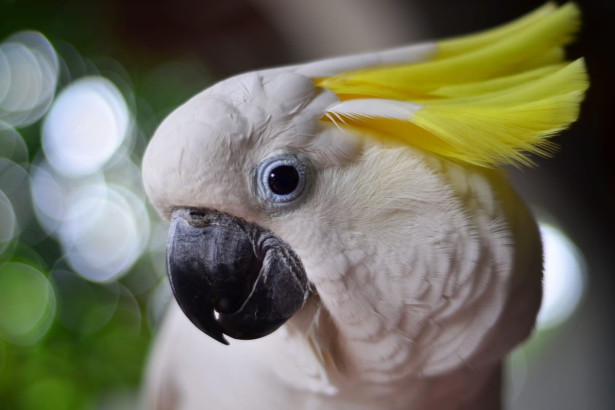 ‘Ridiculously Cute’ Cockatoo Races Outside To Welcome Dad in Sweet ...