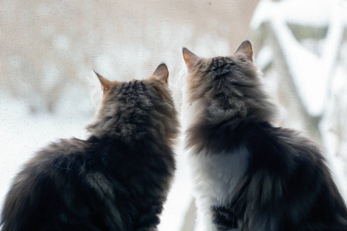 Funny Cats Have Most Hilarious Way of Spying on the Neighbors - Parade Pets