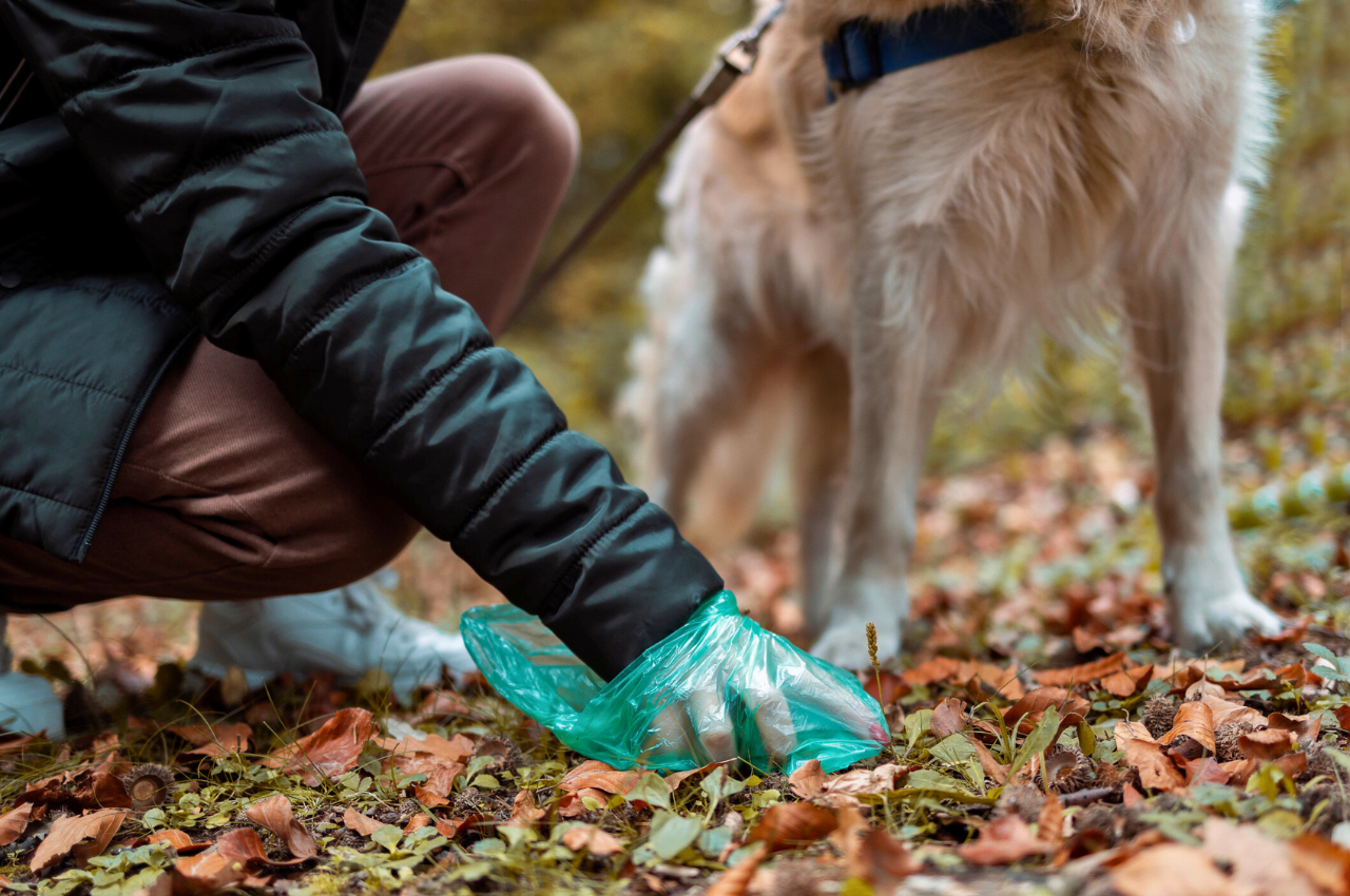 6 Things Your Dog’s Poop Can Tell You About Their Health - Parade Pets
