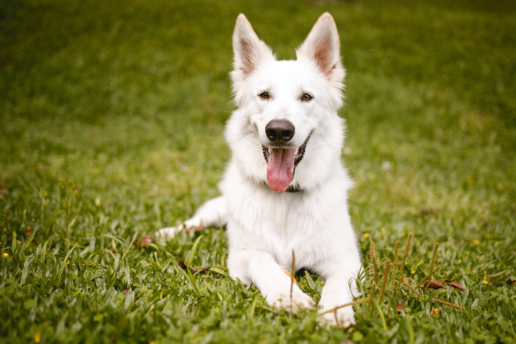 Krypto the Superdog – What Breed Is Superman's Dog? - Parade Pets