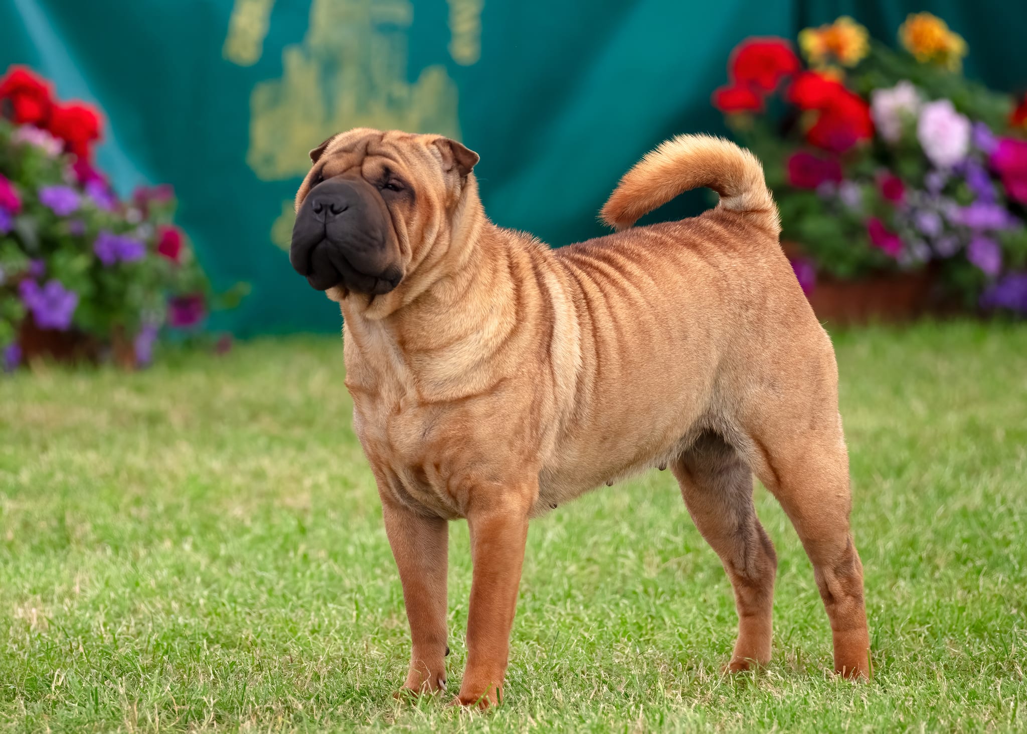 8 Adorable Wrinkly Dog Breeds - Parade Pets