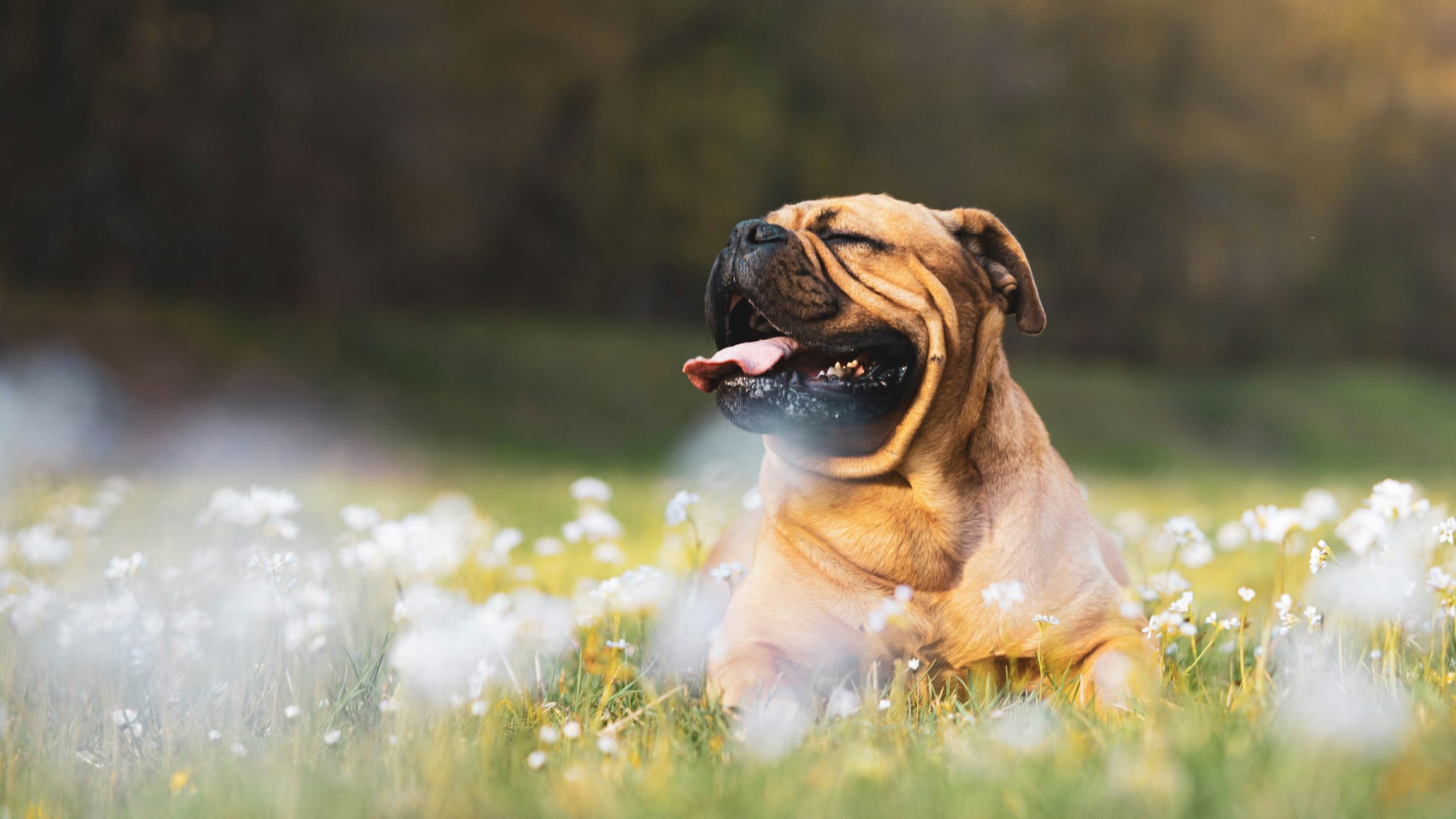 8 Adorable Wrinkly Dog Breeds - Parade Pets