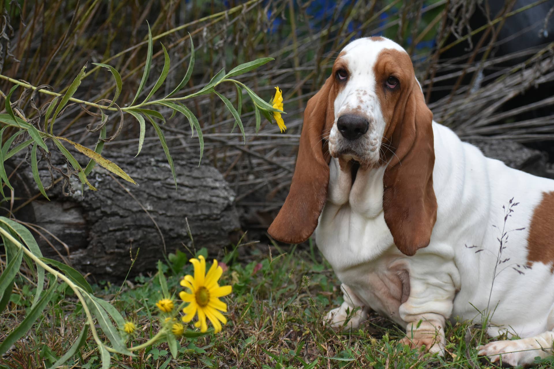 8 Adorable Wrinkly Dog Breeds - Parade Pets