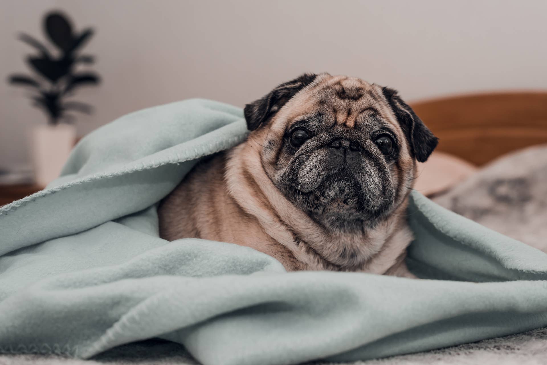 8 Adorable Wrinkly Dog Breeds - Parade Pets