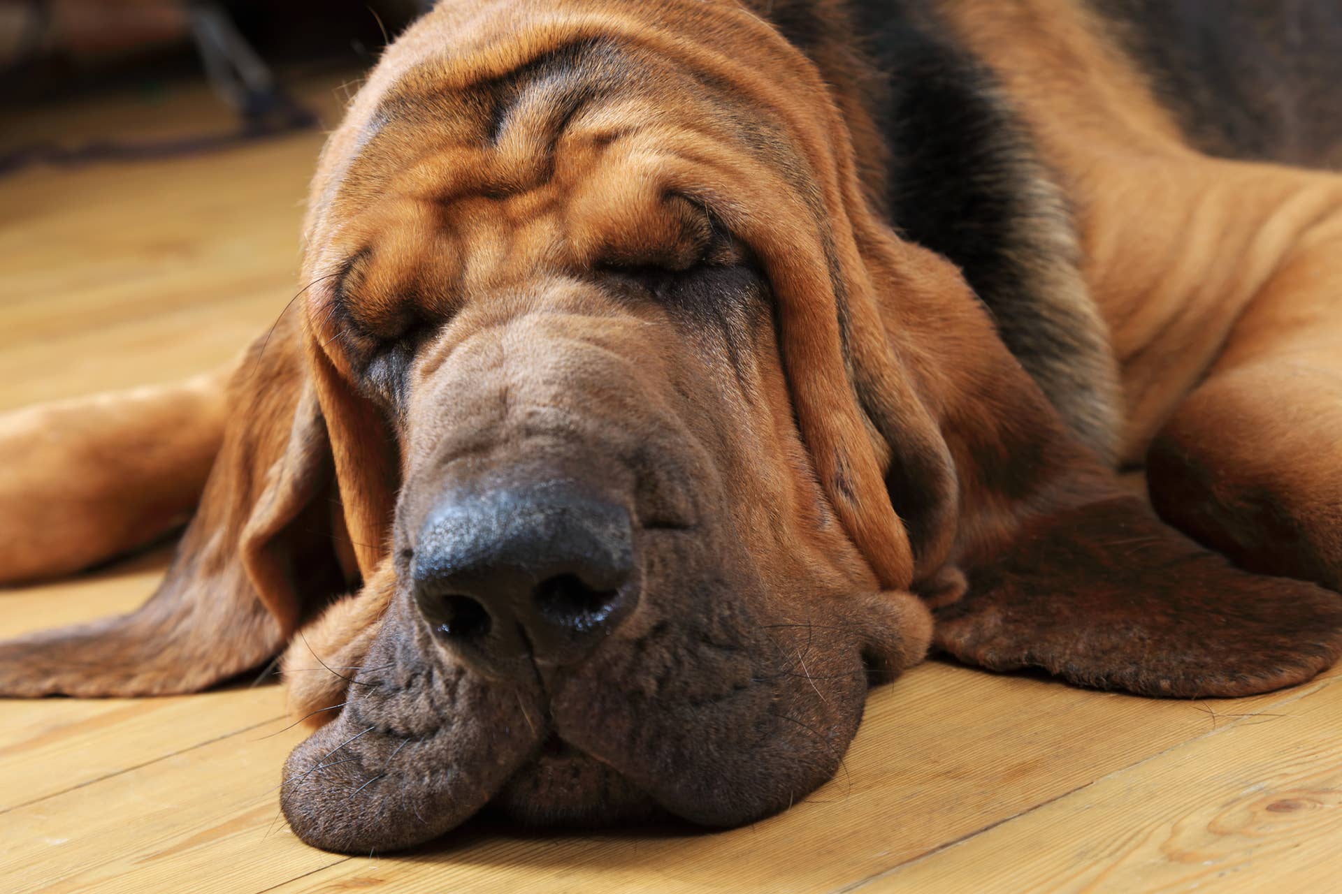8 Adorable Wrinkly Dog Breeds - Parade Pets