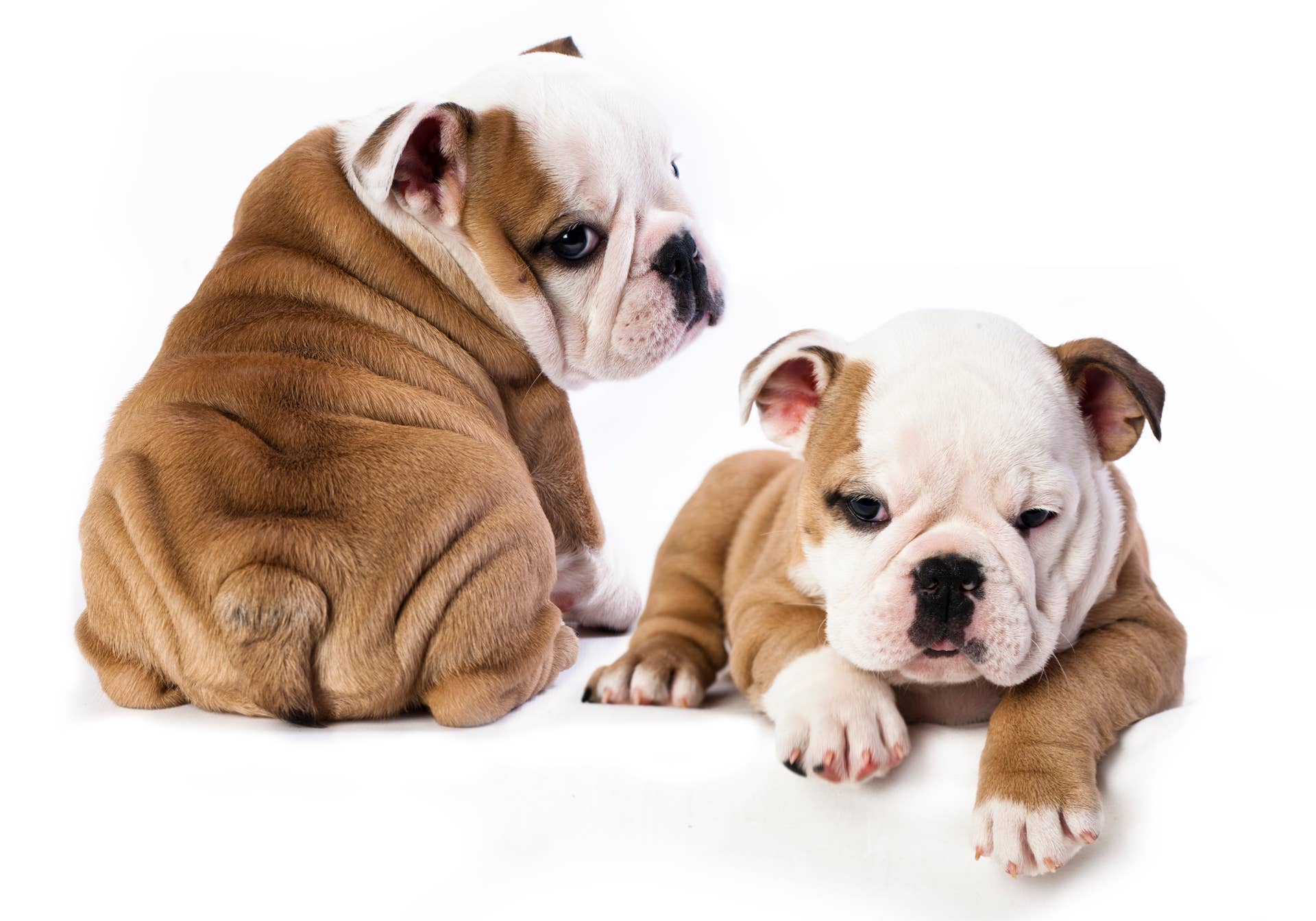 8 Adorable Wrinkly Dog Breeds - Parade Pets