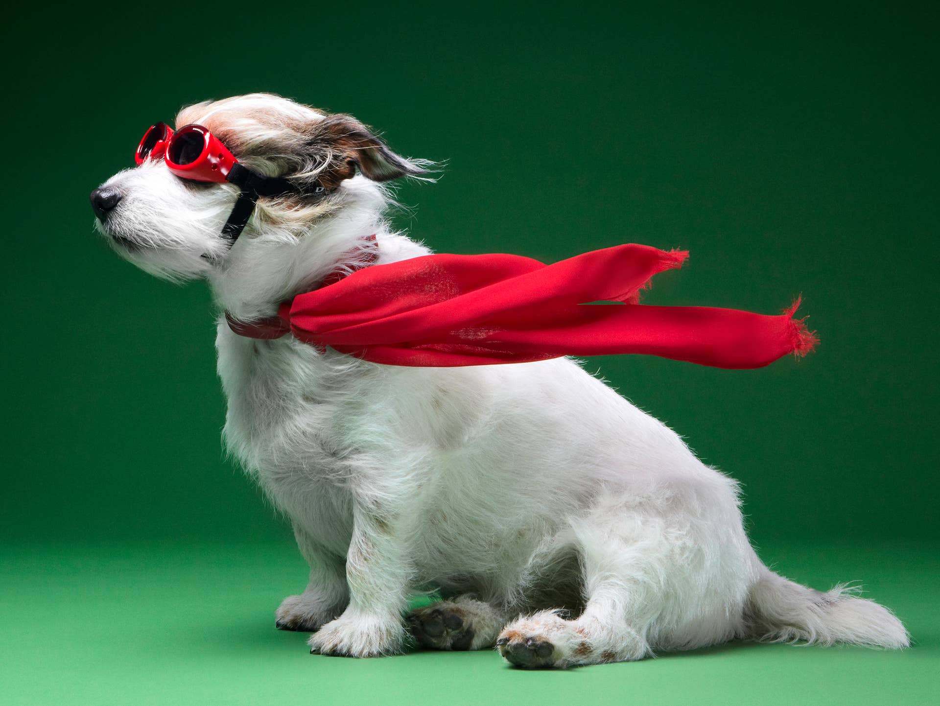 Krypto the Superdog – What Breed Is Superman's Dog? - Parade Pets