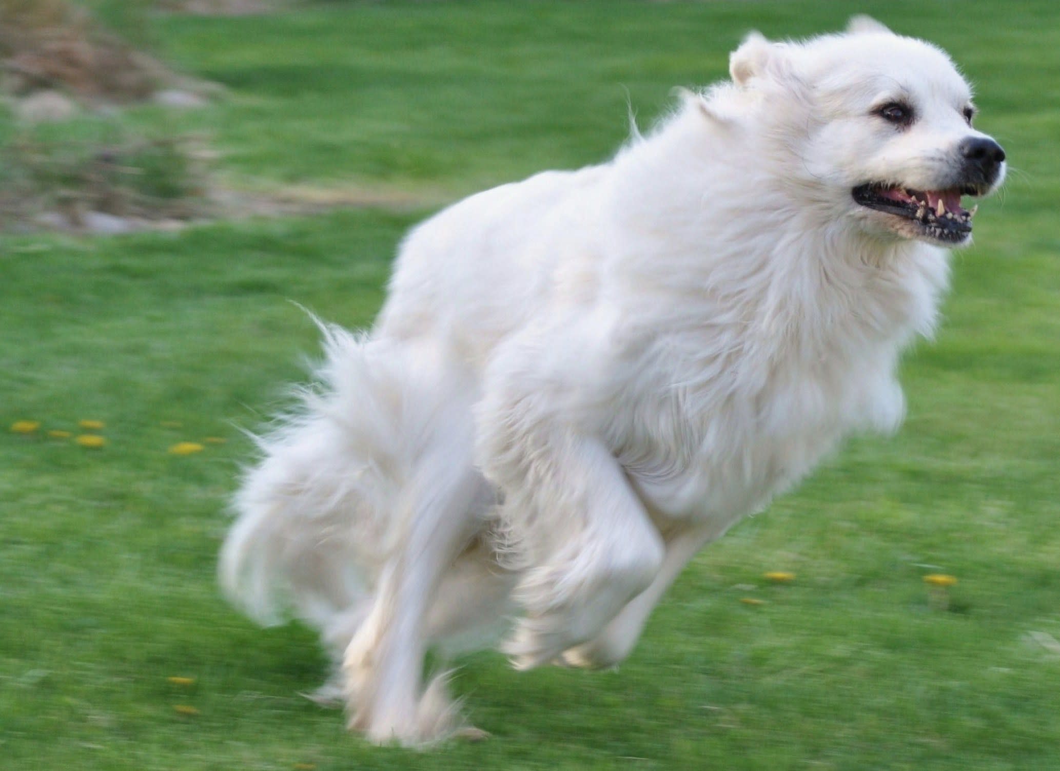 Krypto the Superdog – What Breed Is Superman's Dog? - Parade Pets